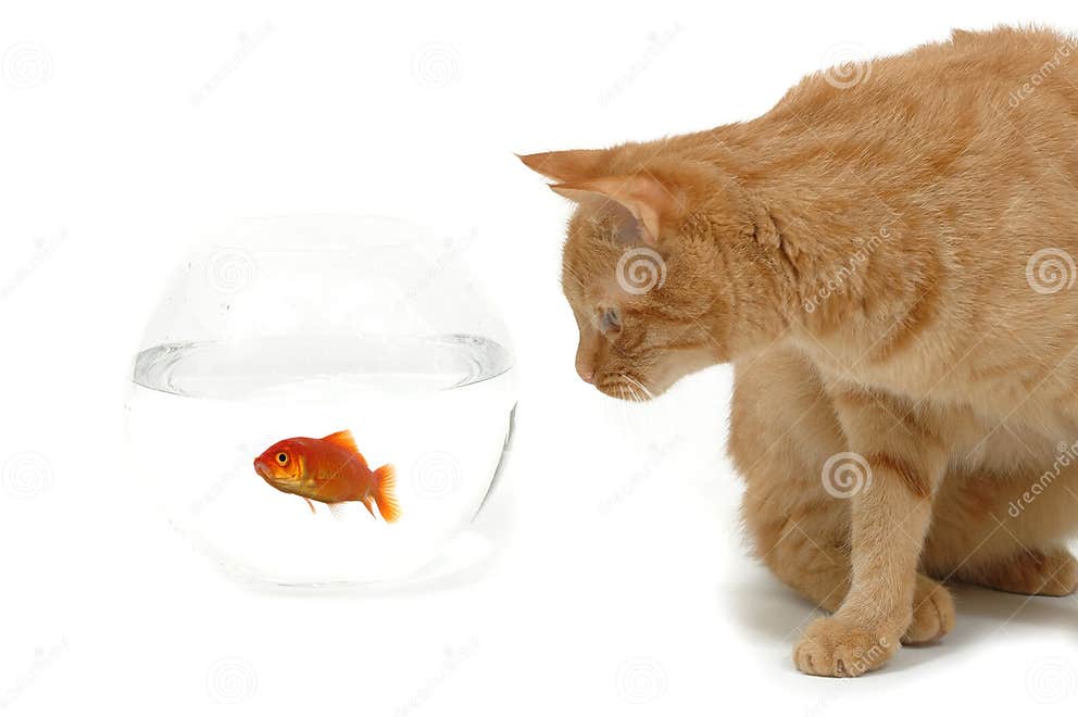 Cat and fish stock image. Image of friends, anticipate - 15110179