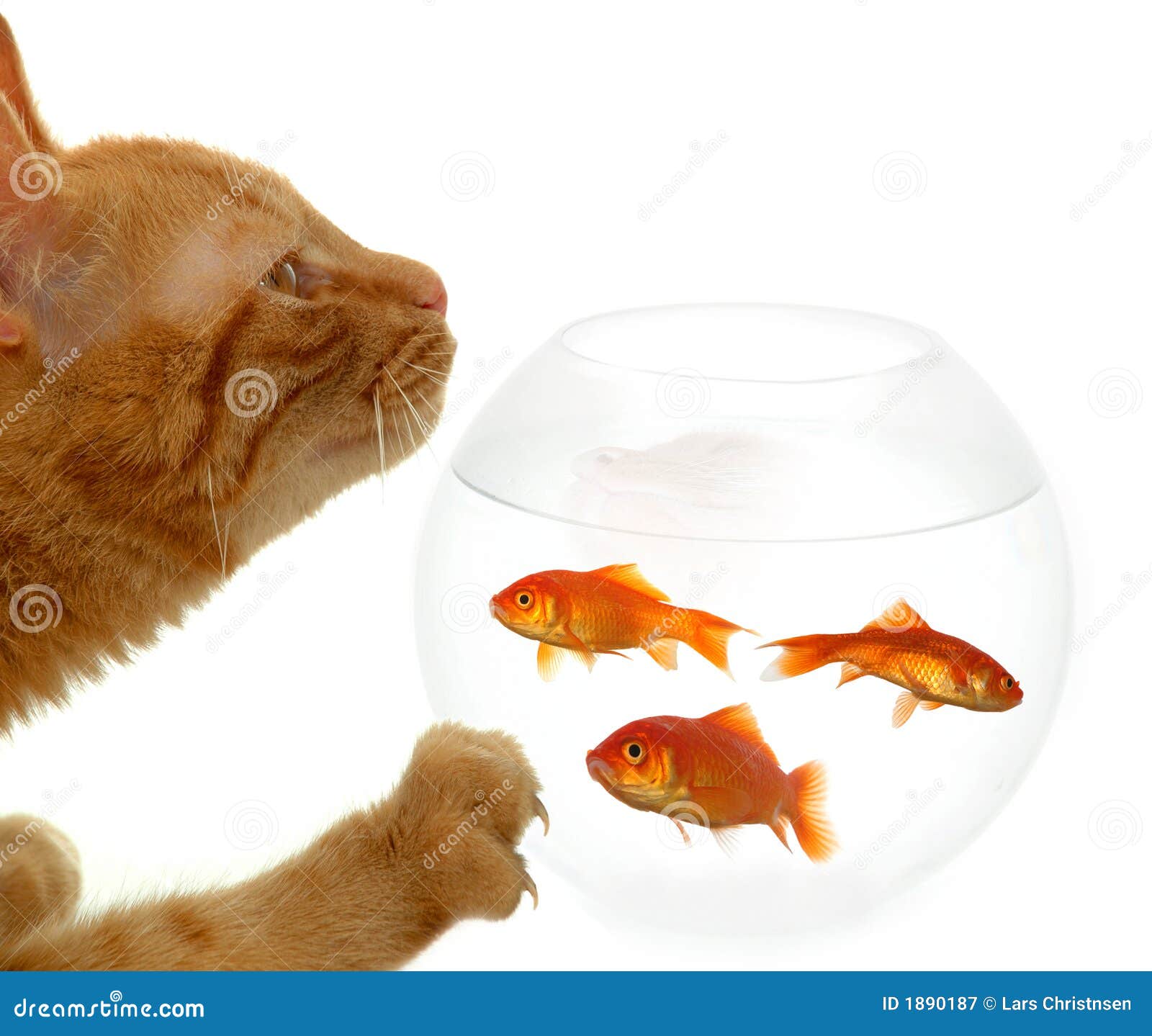 Cat and fish stock image. Image of anticipation, hunting - 1890187