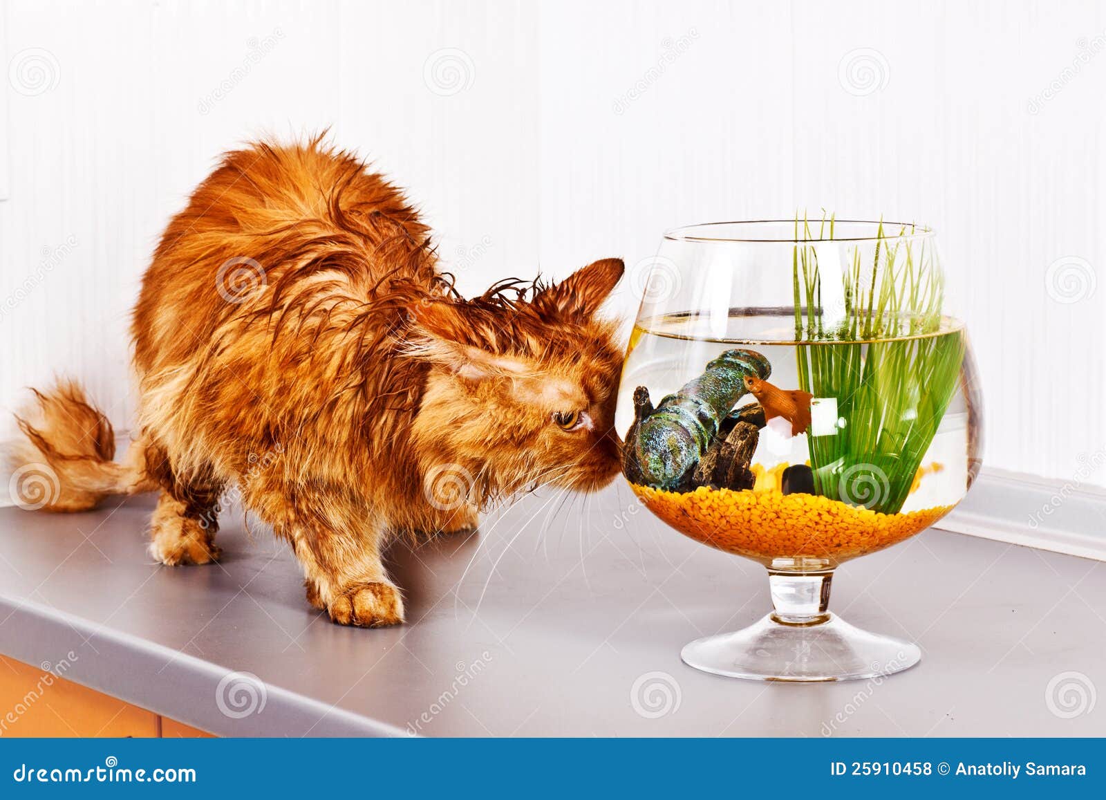Cat and fish stock photo. Image of looking, white, domestic - 25910458