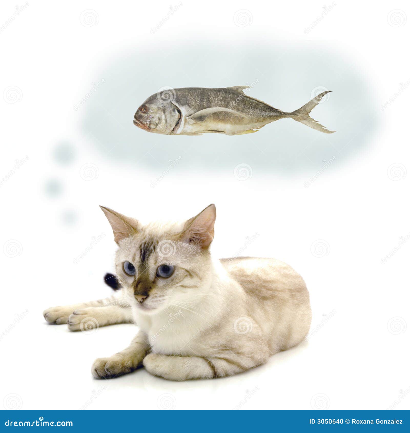 Cat and fish stock photo. Image of mammals, feline, close - 3050640