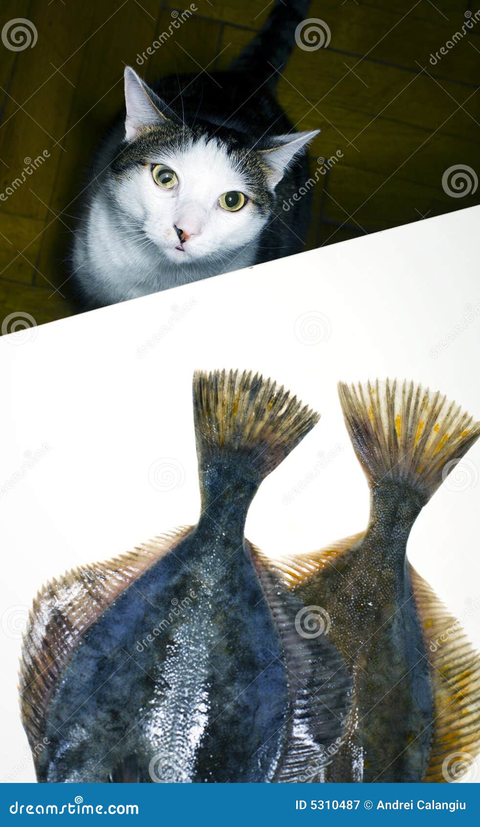Cat and fish stock image. Image of hungry, food, appetite - 5310487