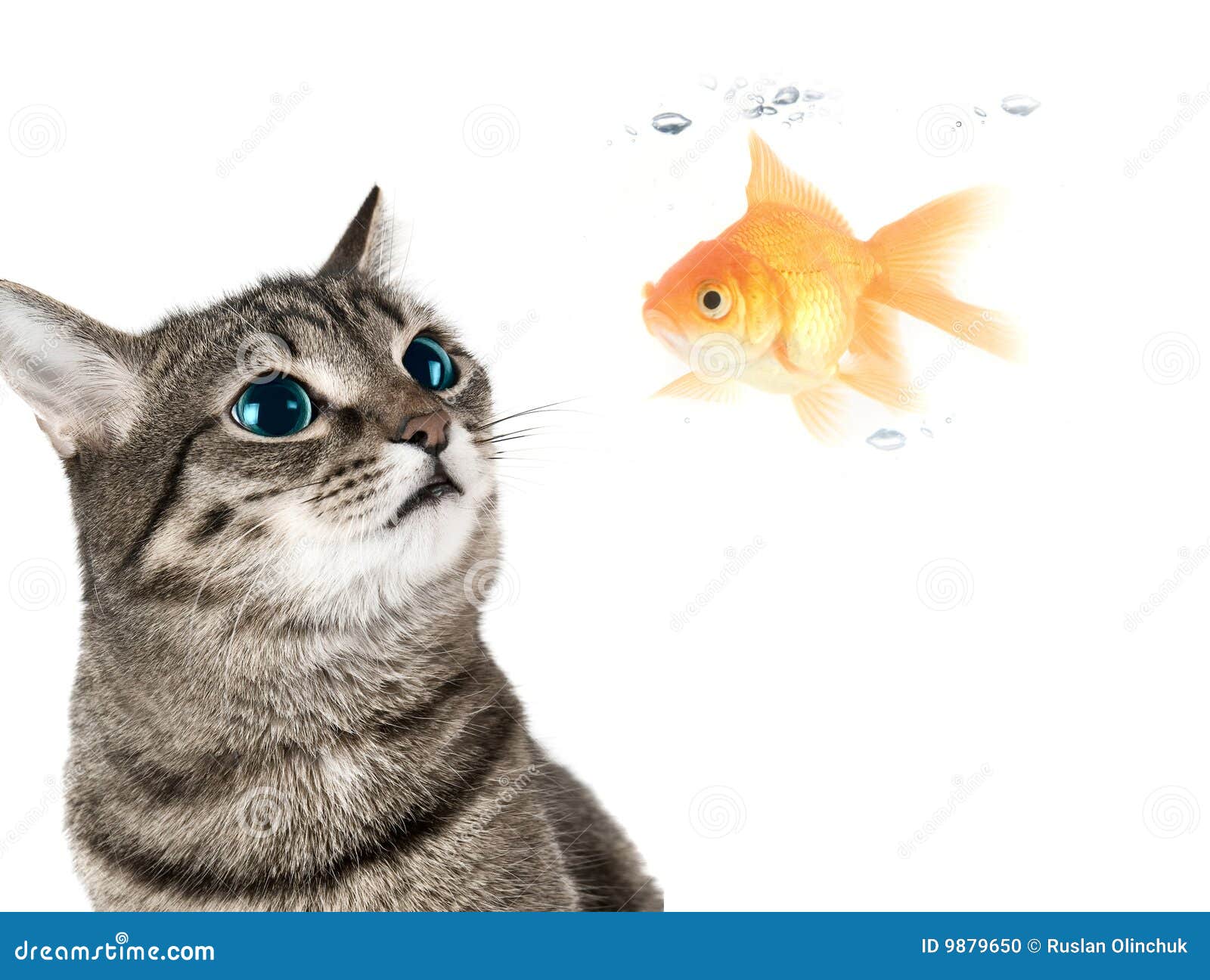 Cat and fish stock photo. Image of hungry, aquarium, animal - 9879650
