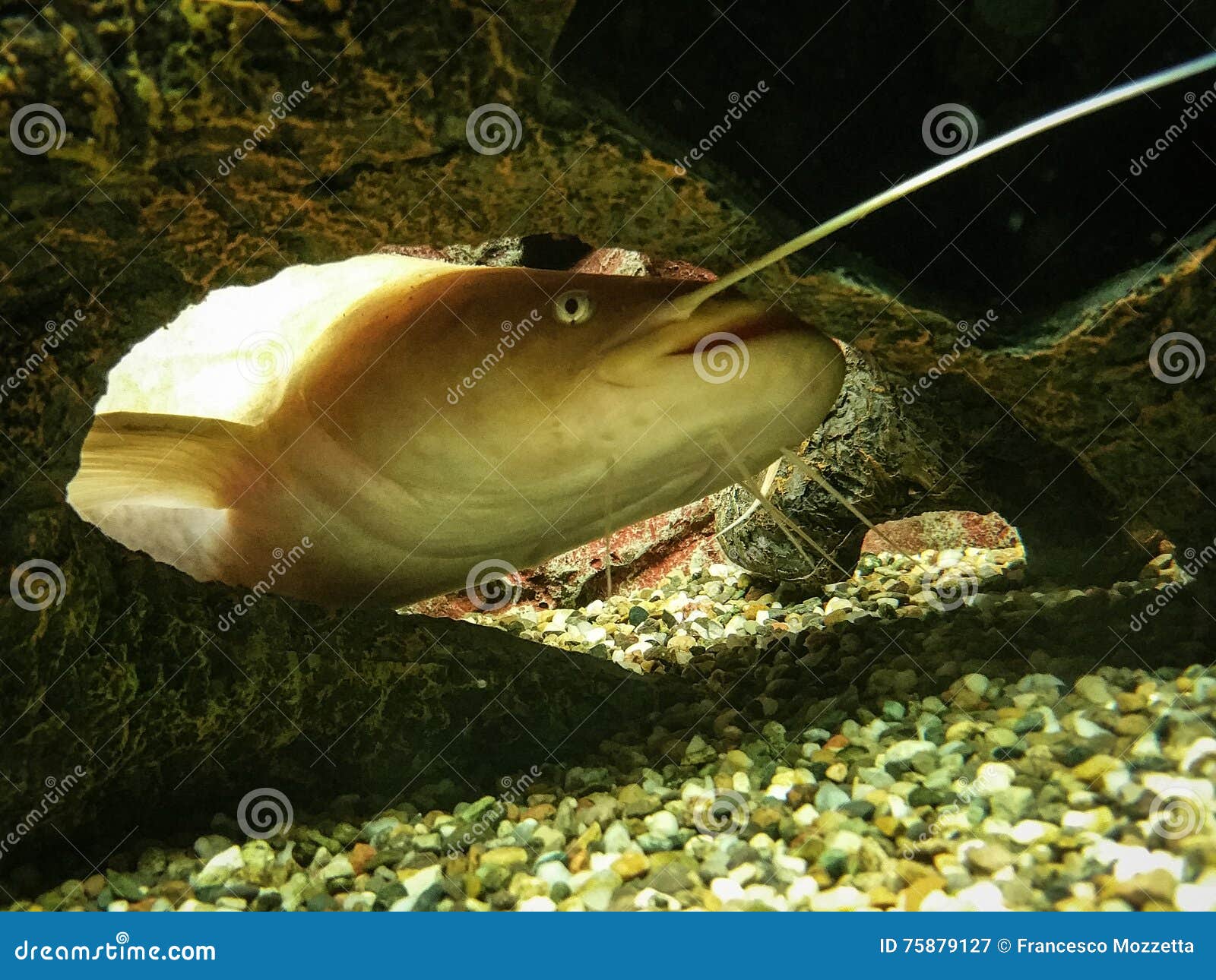 CAT Fish stock image. Image of reptile, underwater, water - 75879127