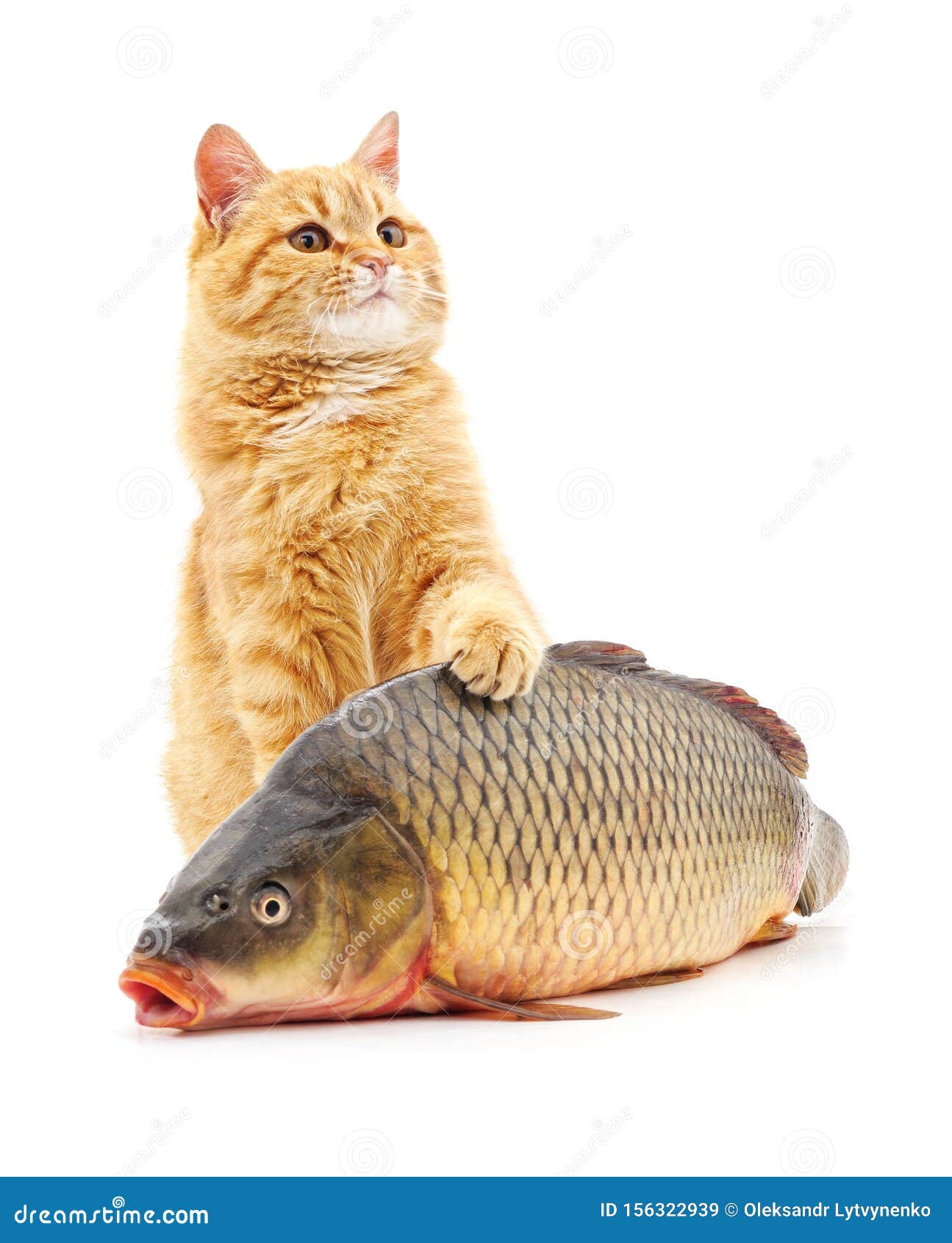 Cat and fish stock image. Image of beautiful, curiosity - 156322939