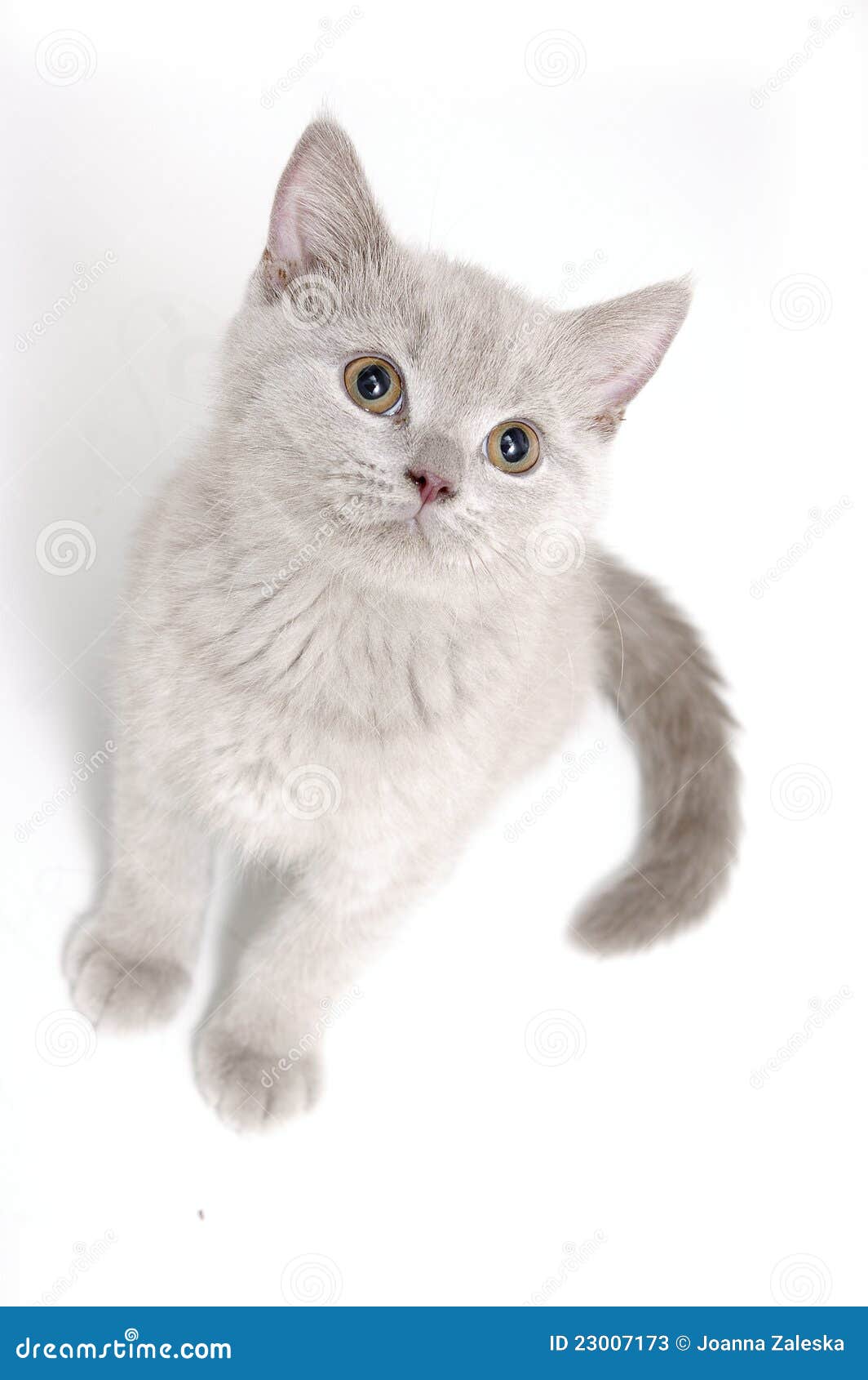Cat fish-eye stock image. Image of distortion, kitten - 23007173