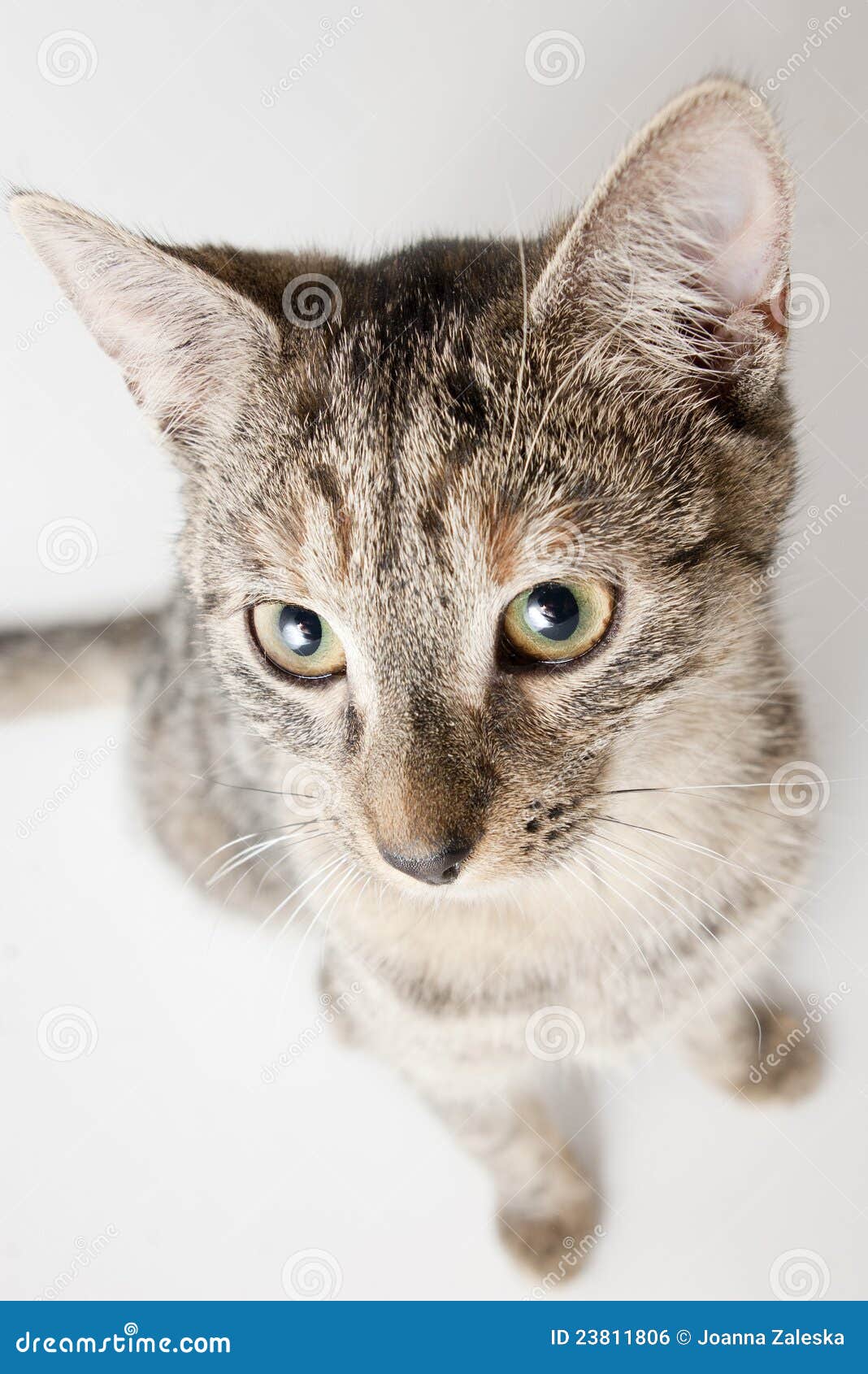 Cat fish-eye stock photo. Image of angle, curious, fisheye - 23811806