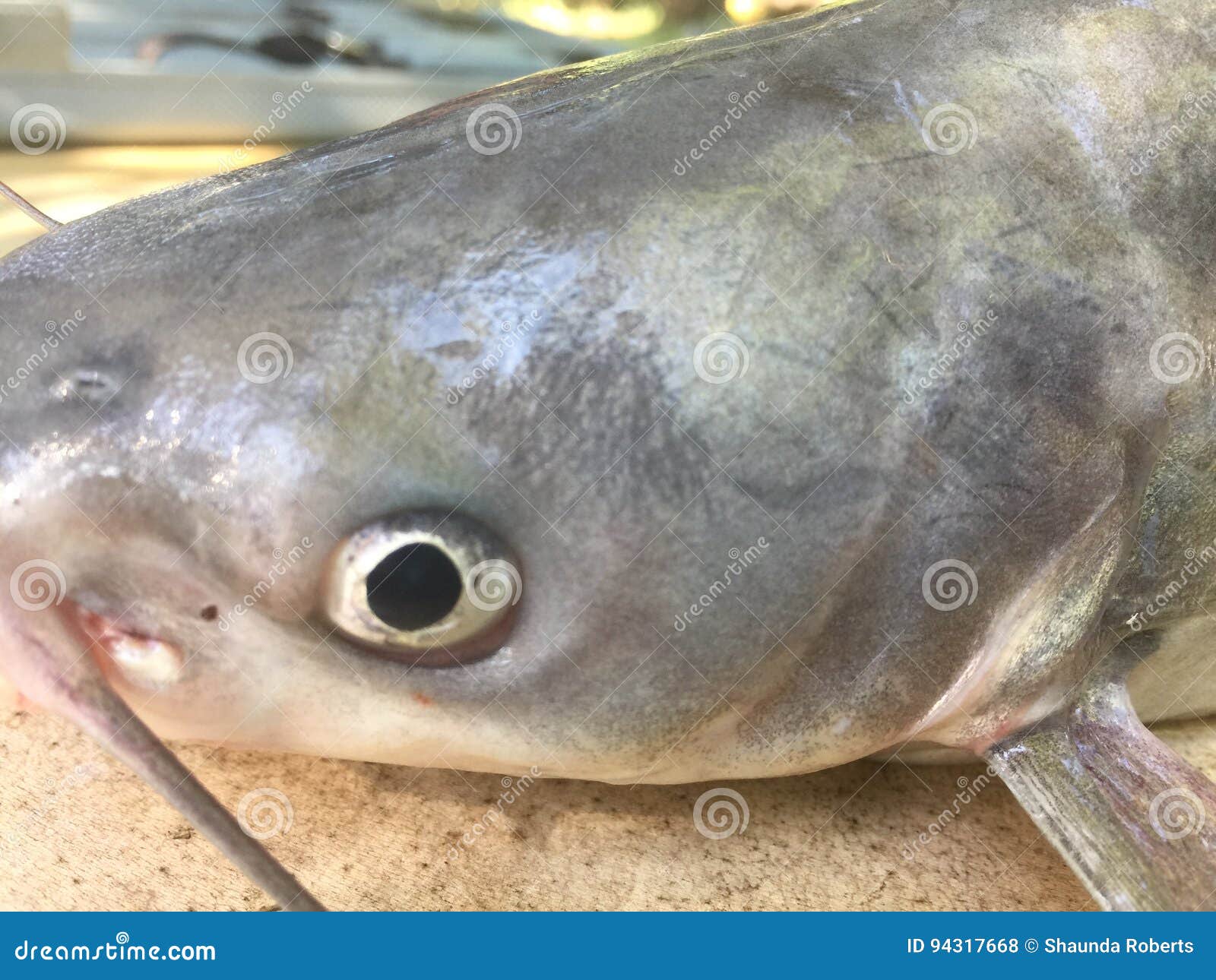 Cat fish eye stock photo. Image of food, fish, river - 94317668