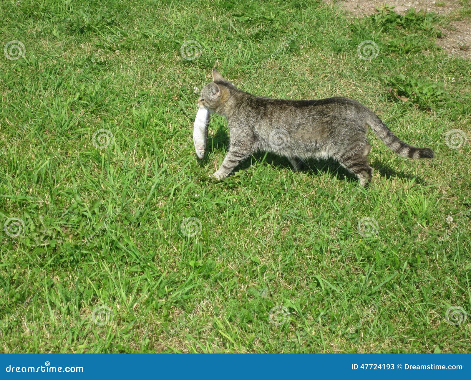 Cat with fish stock image. Image of lose, bridge, russian - 47724193