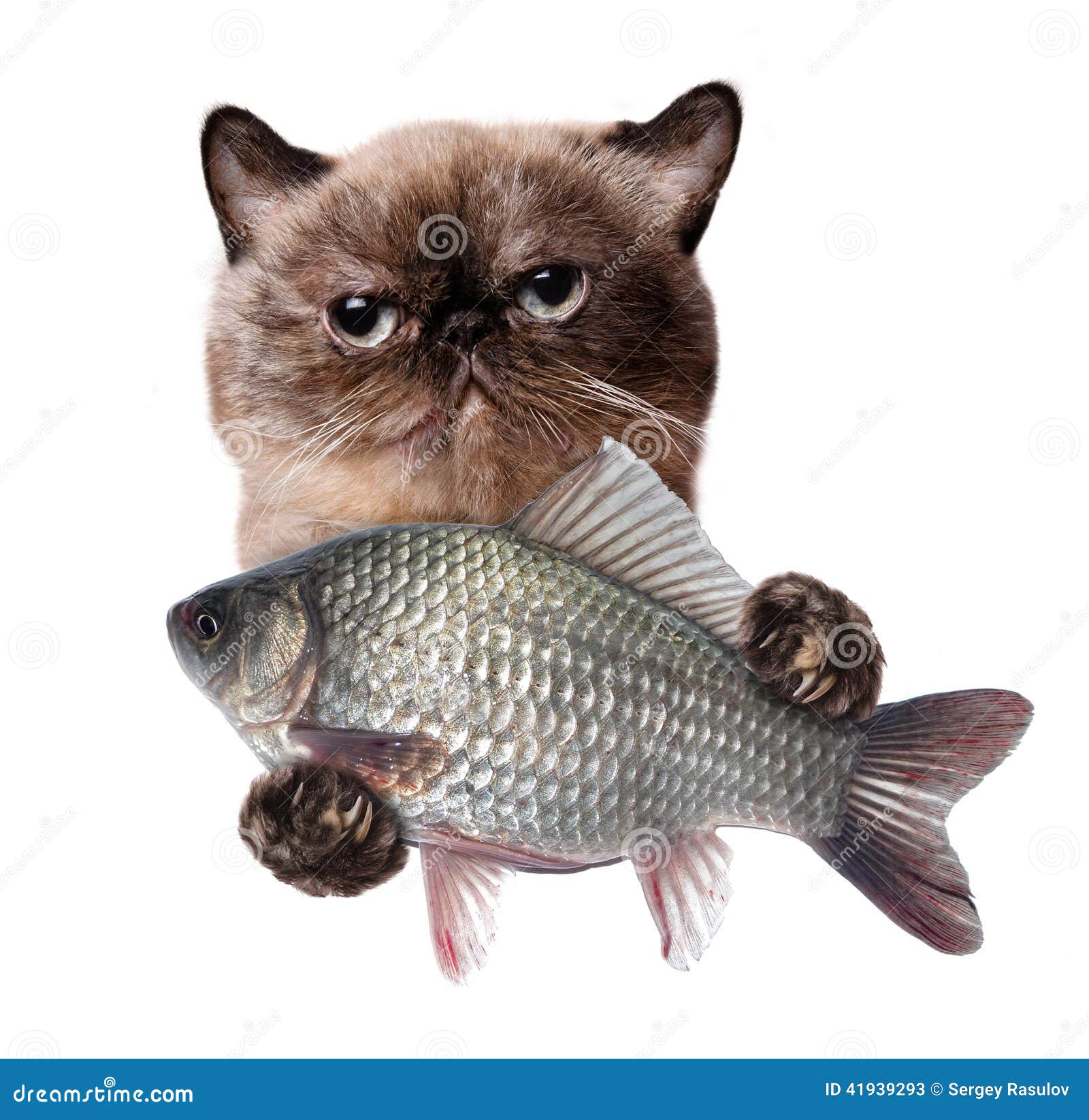 Cat with fish. stock image. Image of kitten, fishing - 41939293