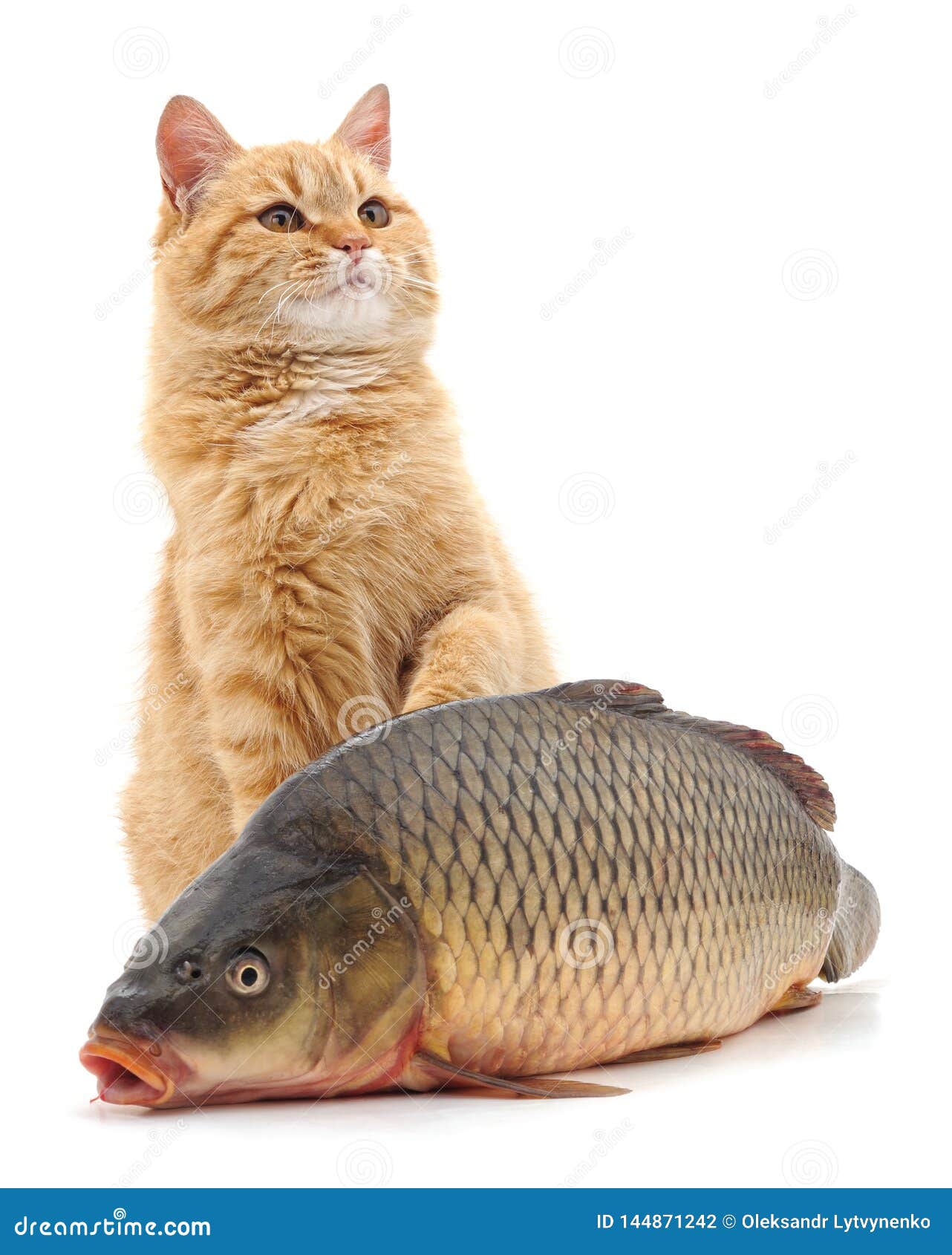 Cat and fish stock photo. Image of waiting, danger, catching - 144871242