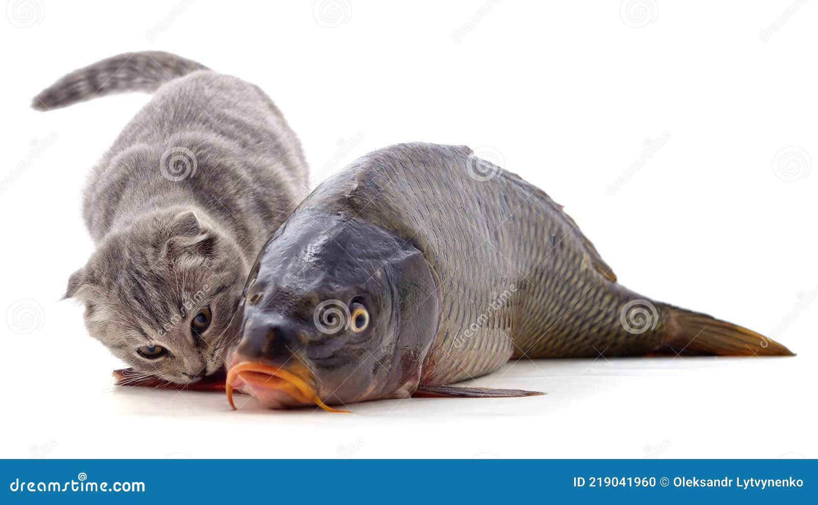 Cat and fish stock photo. Image of food, kitten, isolated - 219041960
