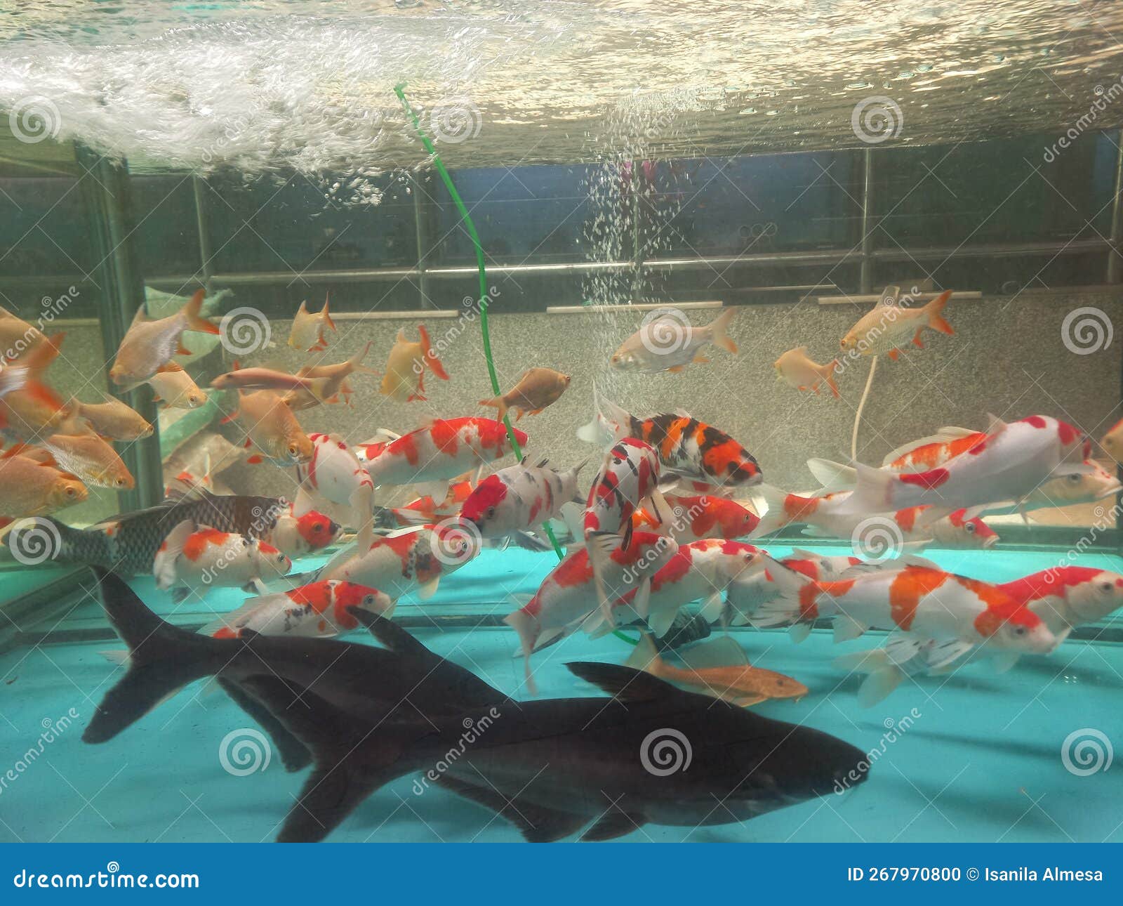Cat Fish or Patin in the Aquarium Stock Photo - Image of seafood, coral ...