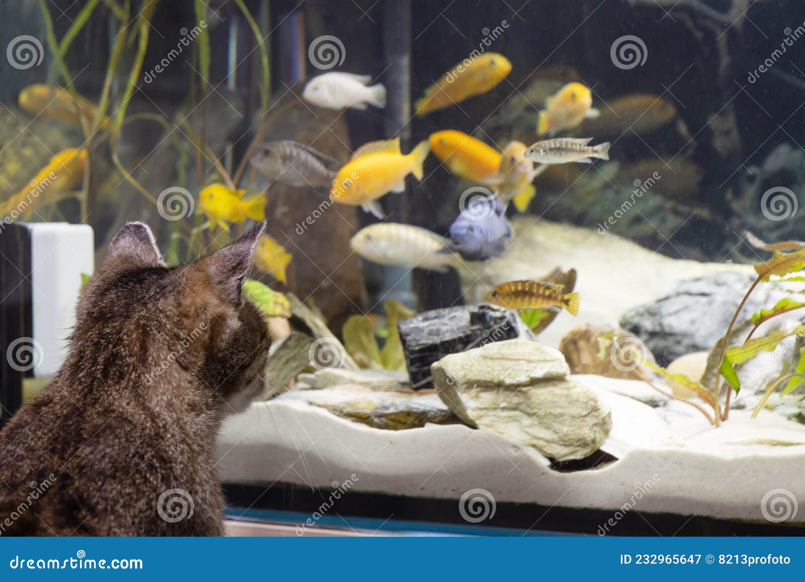 Cat and Fish, Cat Watching Looking at Aquarium Fish Stock Image - Image ...