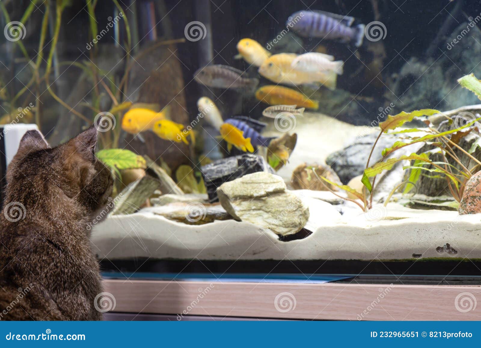 Cat and Fish, Cat Watching Looking at Aquarium Fish Stock Image - Image ...