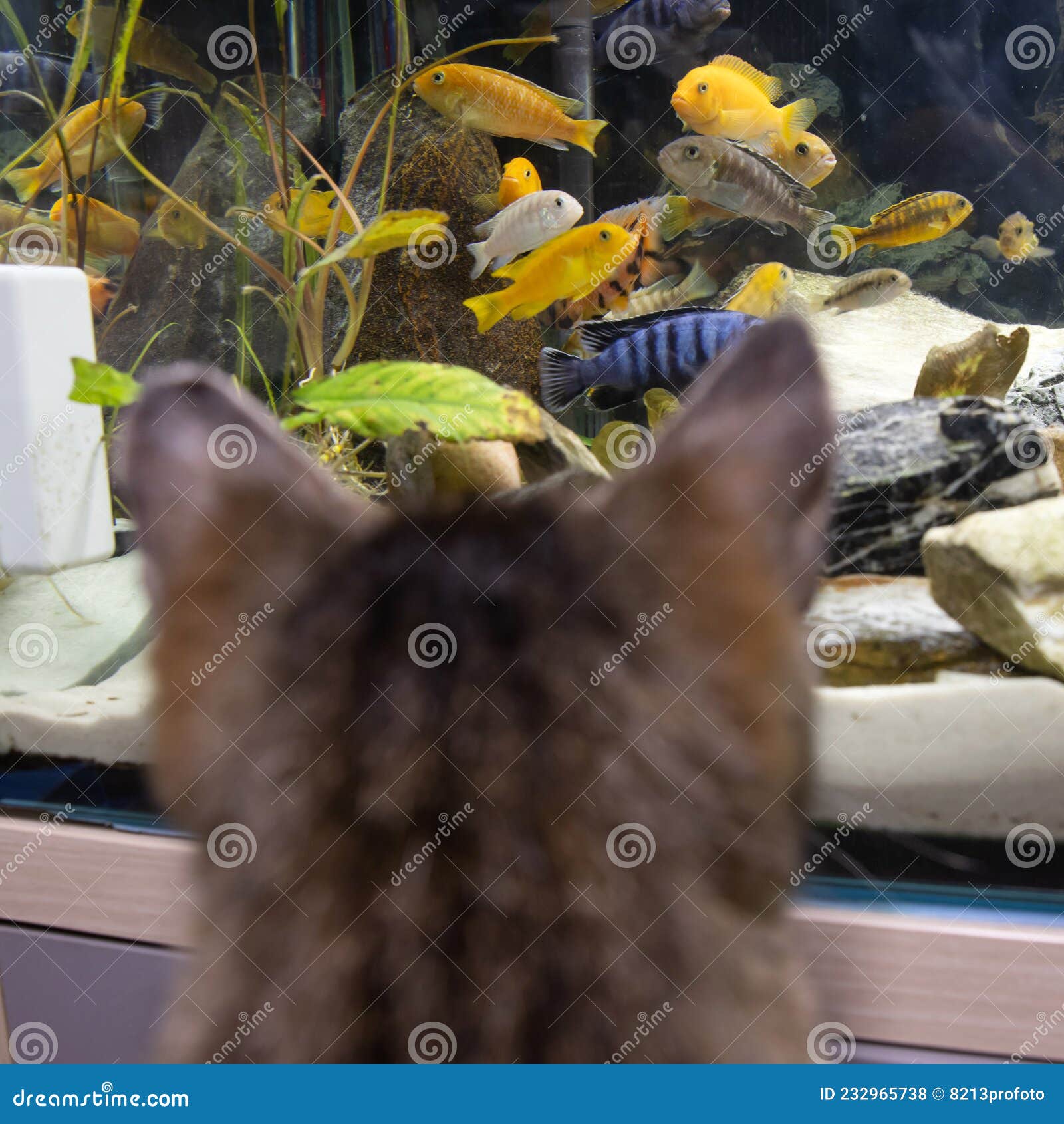 Cat and Fish, Cat Watching Looking at Aquarium Fish Stock Photo - Image ...