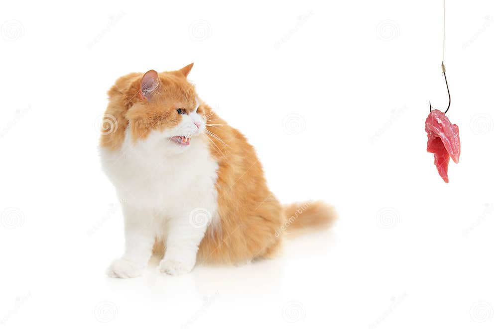 Cat and a Fishing Hook with Meat Stock Image - Image of animal, hook ...