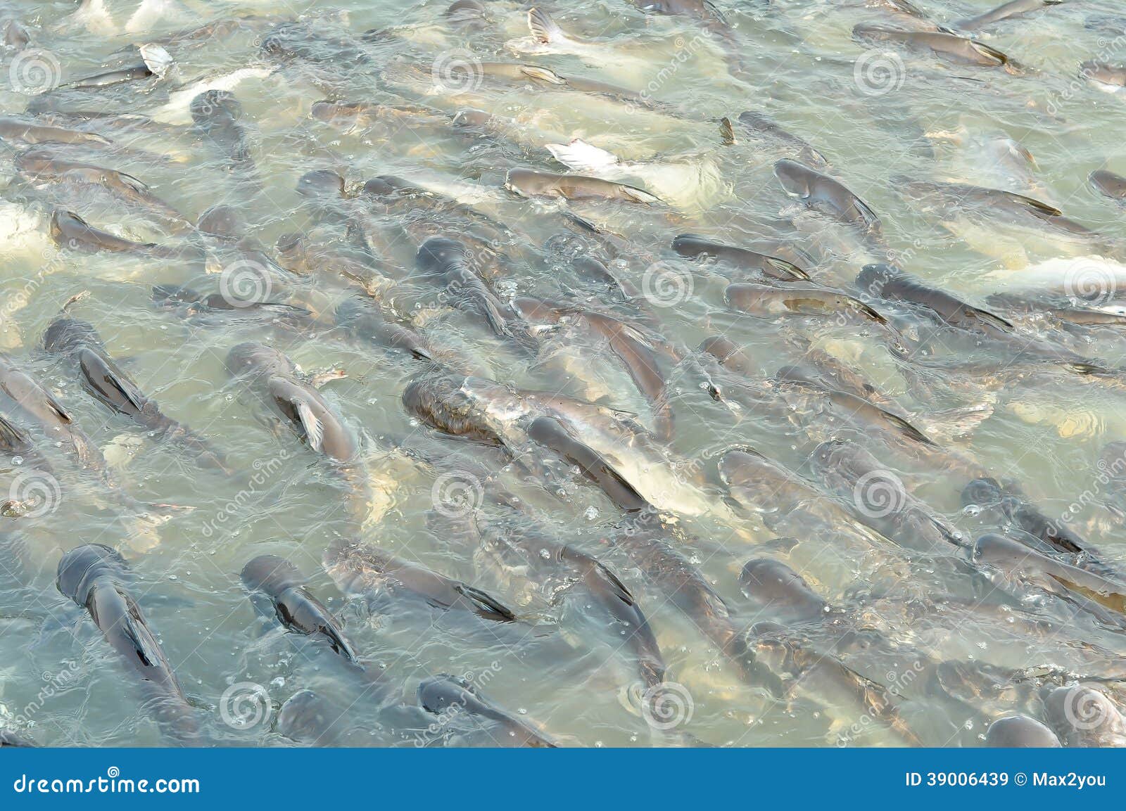Cat fist in real river stock image. Image of fish, lake - 39006439