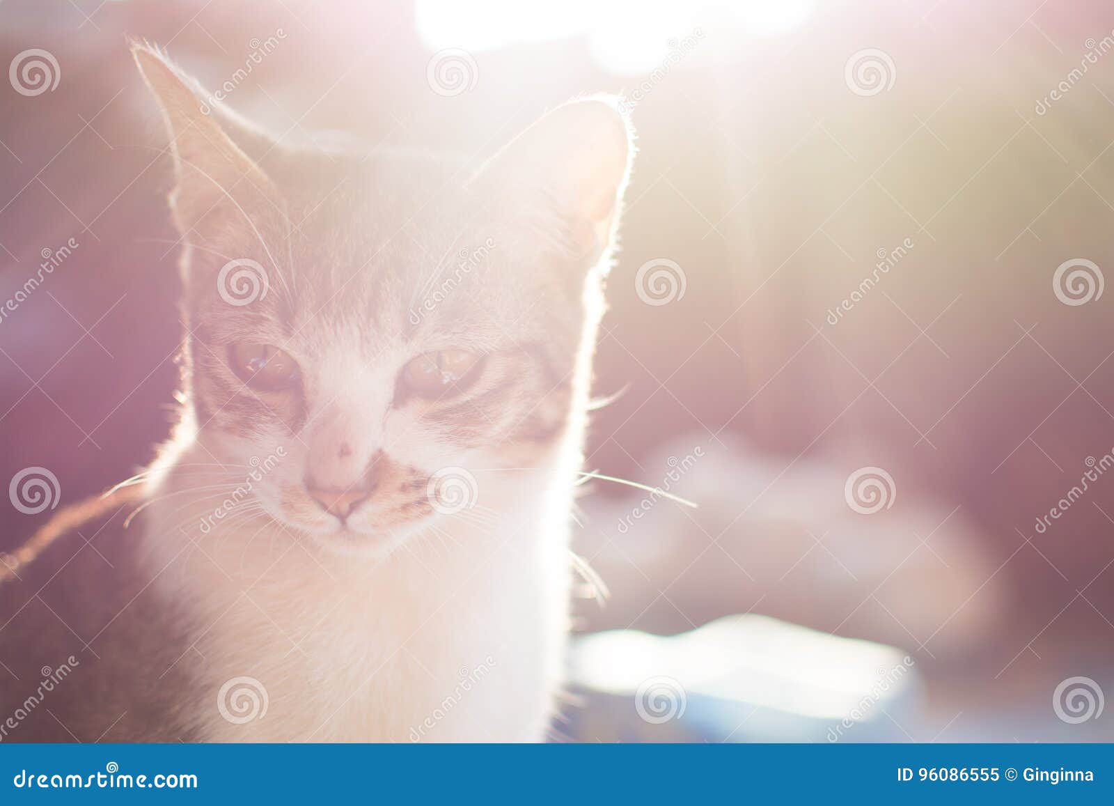 Cat and Flare Light Blurred Background Stock Image - Image of kitty ...