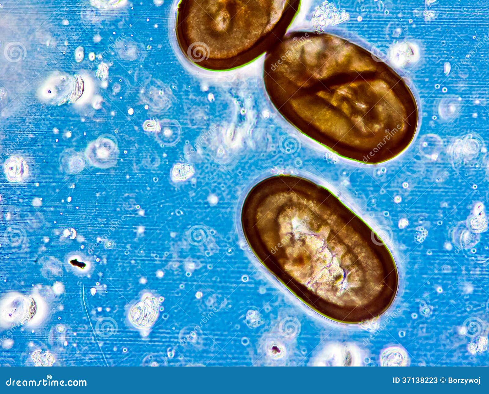 Cat flea eggs stock image. Image of microscope, macro - 37138223