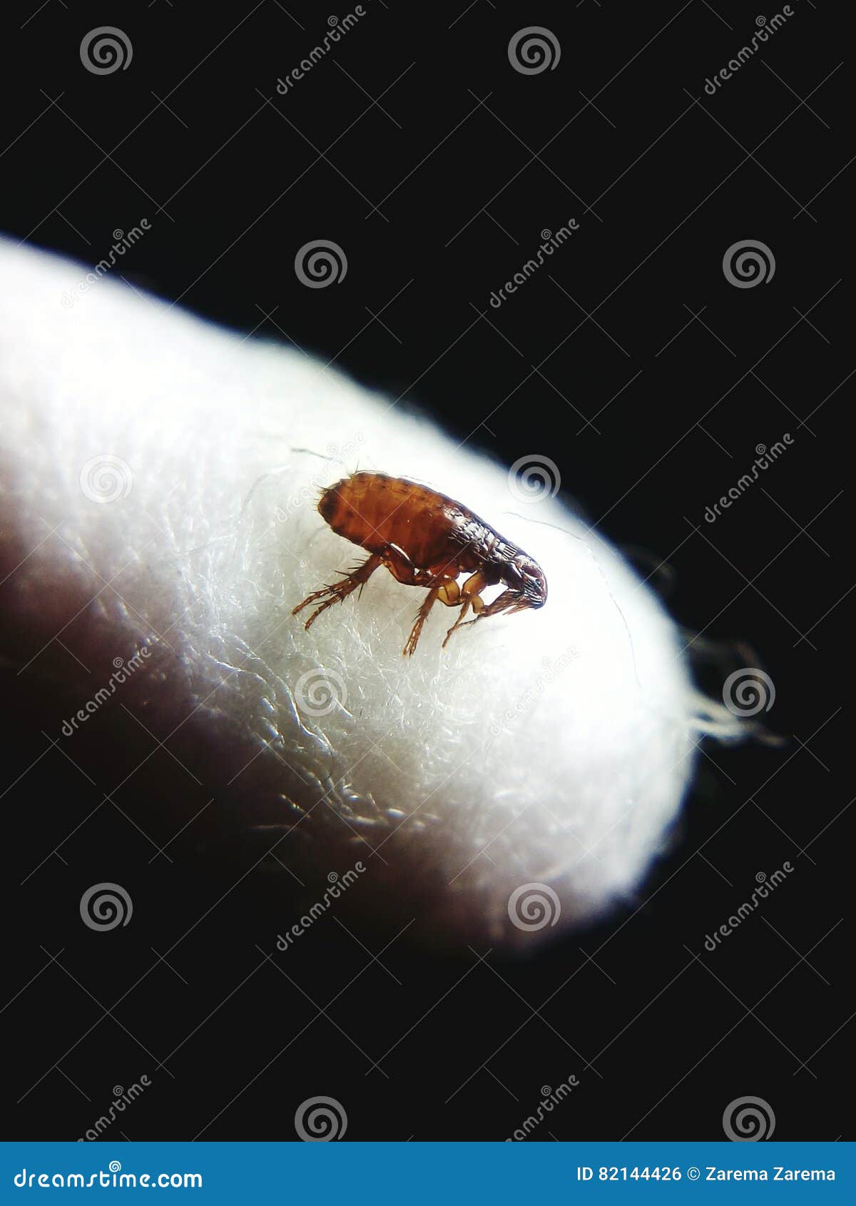 Cat flea stock photo. Image of black, dark, flea, macro - 82144426