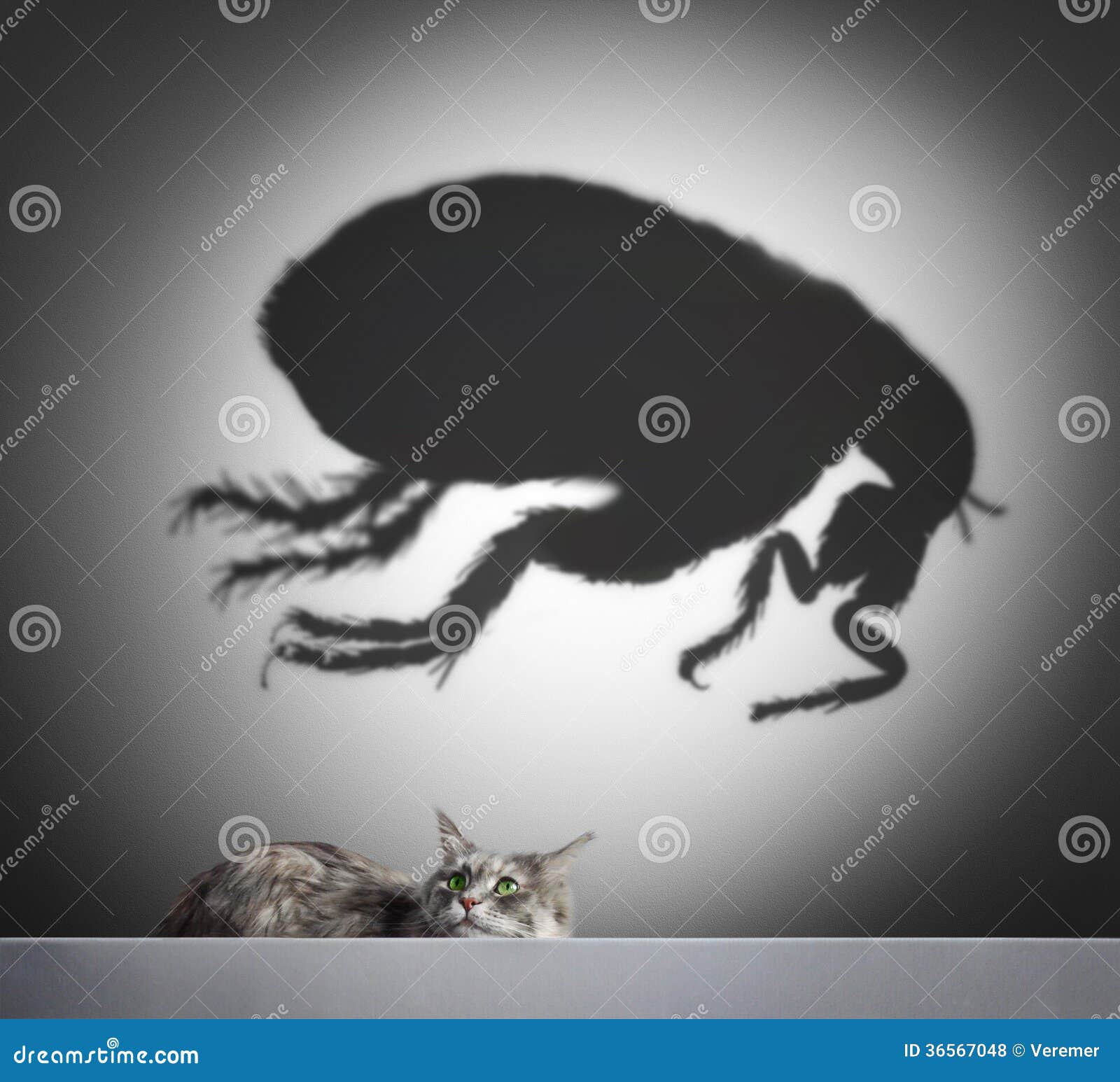 Cat and flea shadow stock photo. Image of entomology - 36567048