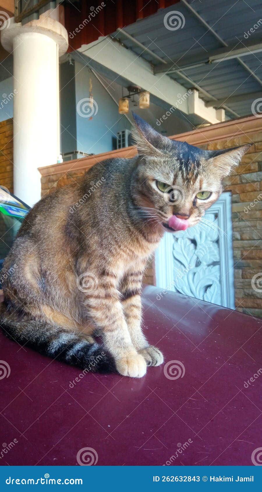 Cat flick stock image. Image of flick, capture, weekend - 262632843