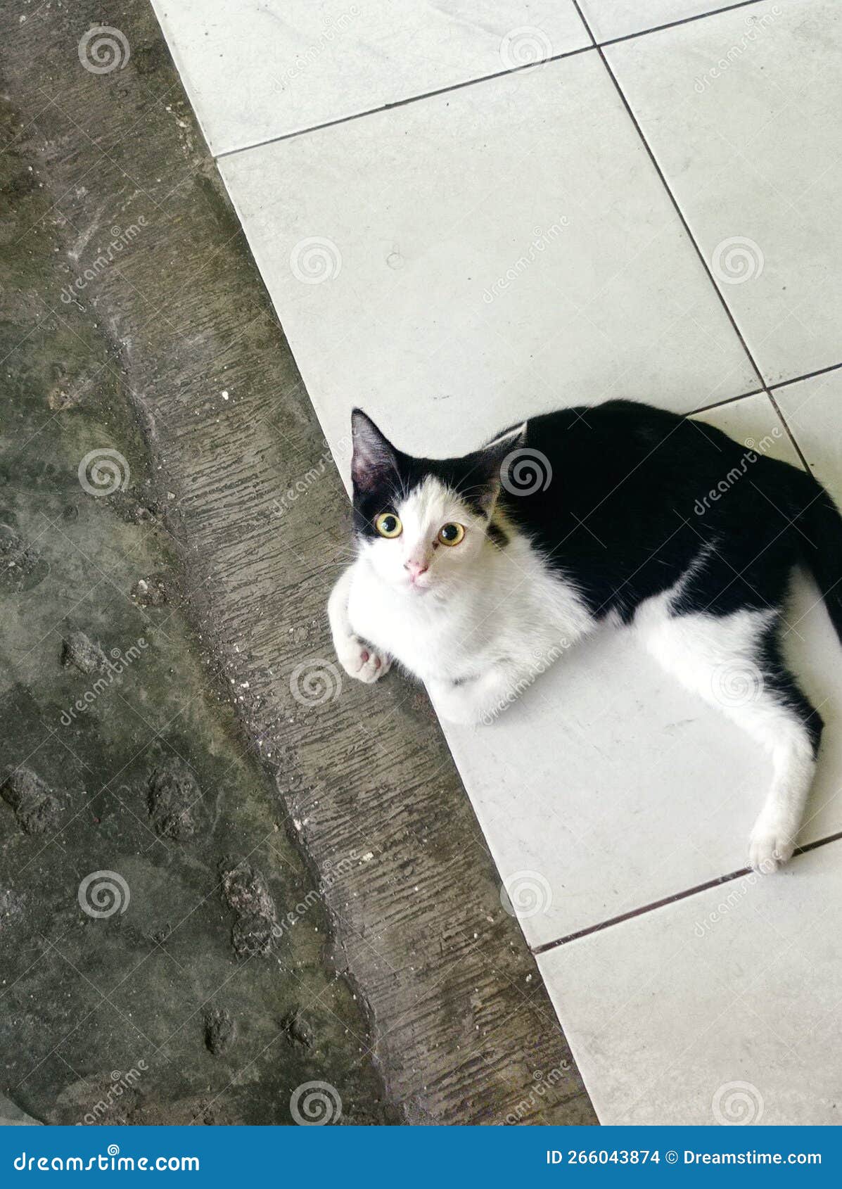 Cat in the floor stock photo. Image of straycat, cute - 266043874