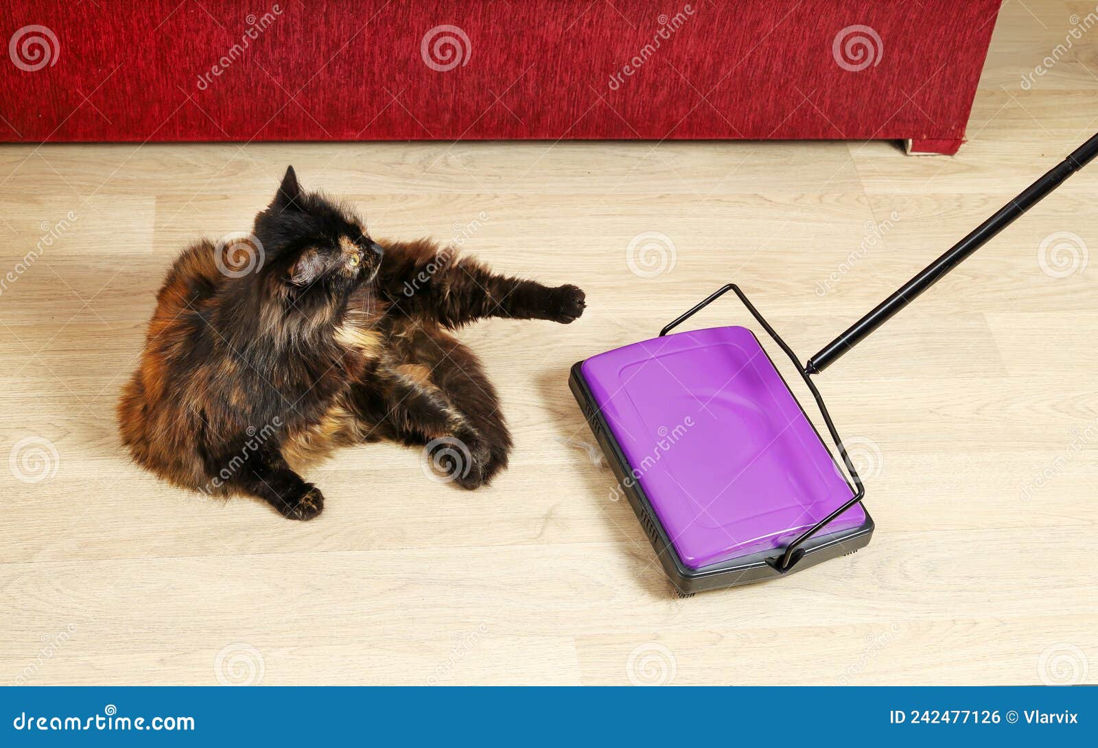 Cat on Floor and Sweeper Mechanical Brushes for Cleaning Garbage and ...