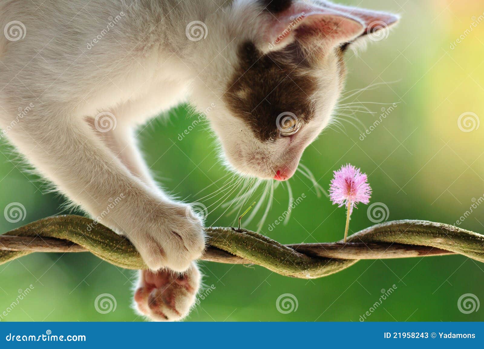 Cat and Flower stock image. Image of natural, bristle - 21958243