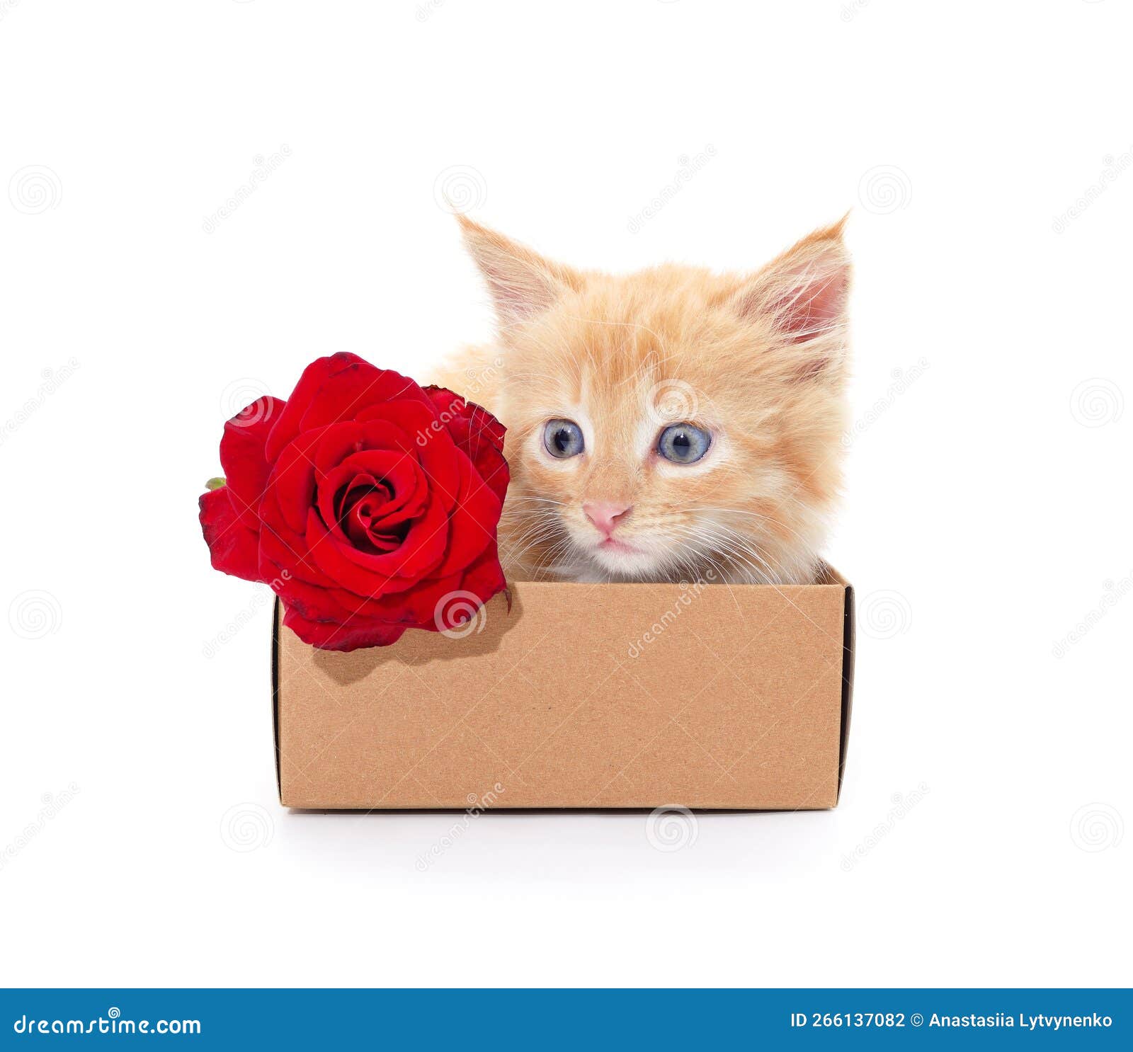 Cat with flower in the box stock photo. Image of small - 266137082