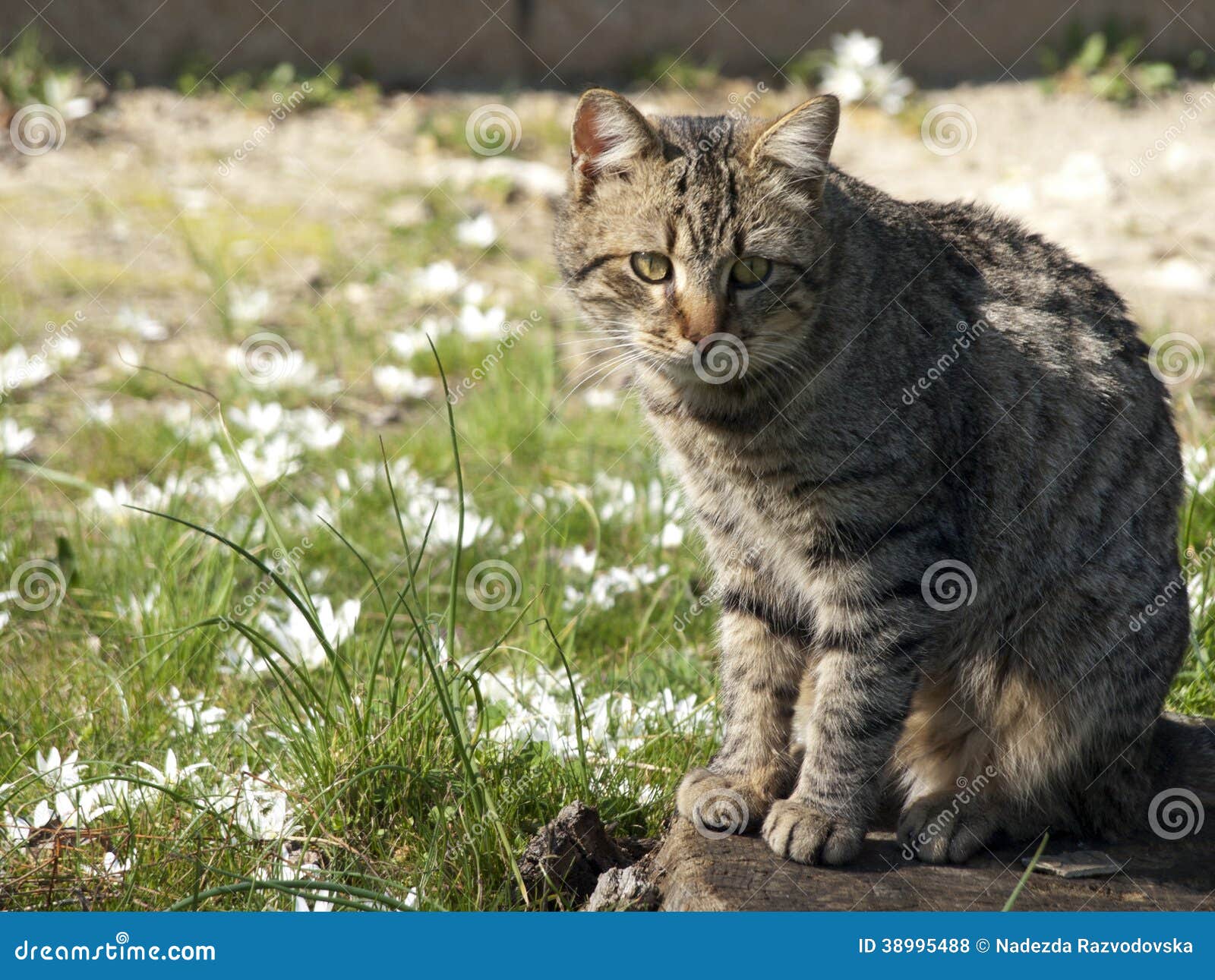 Cat at the Flower Meadow fotografia stock. Immagine di nave - 38995488