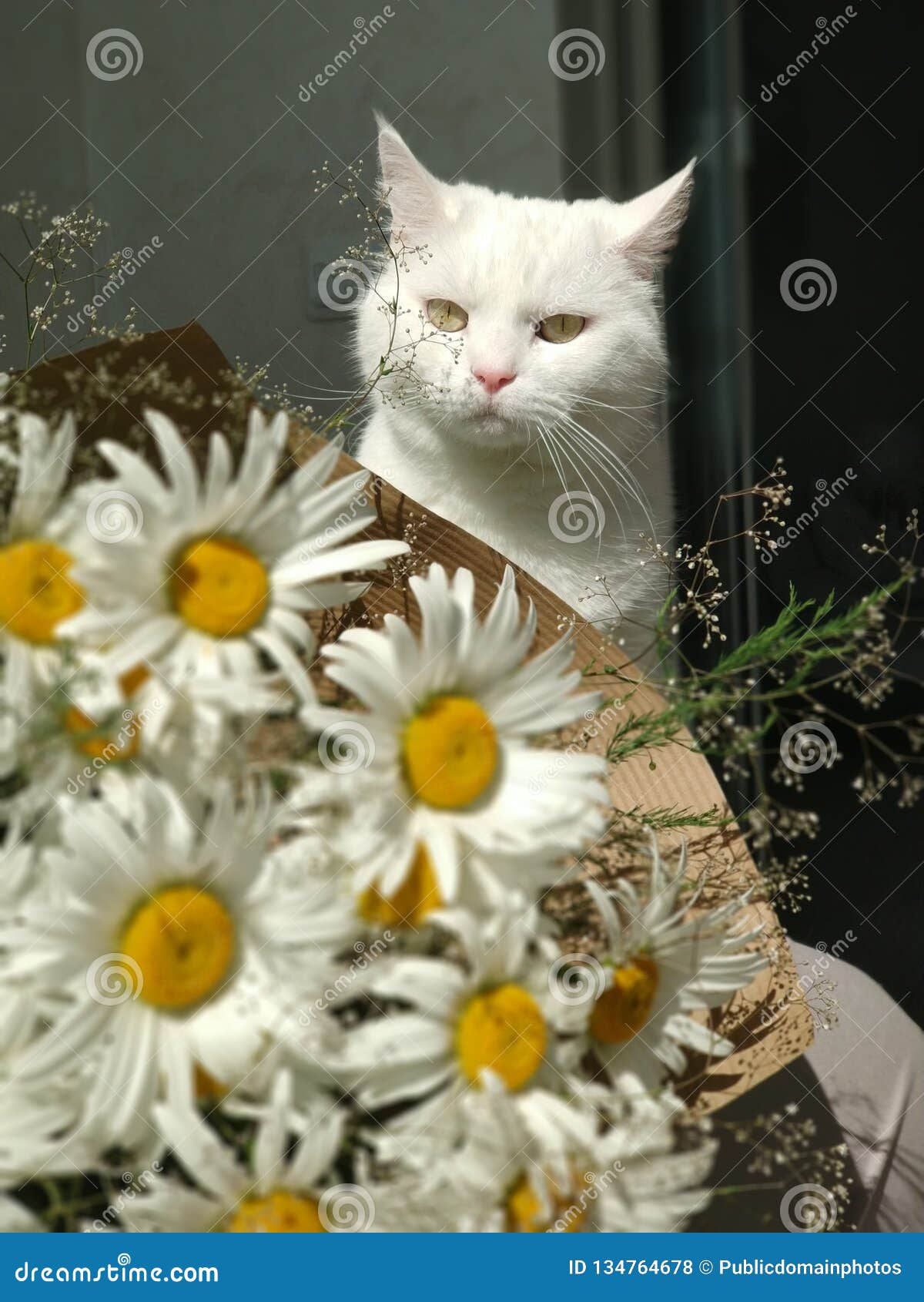 Cat, Flower, Small To Medium Sized Cats, Yellow Picture. Image: 134764678