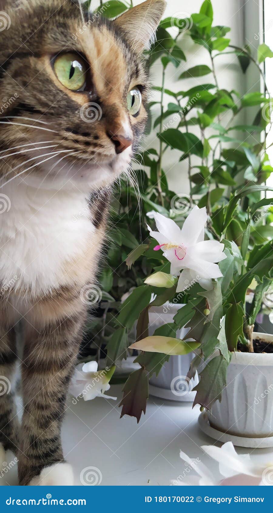 Cat in the flowers. stock photo. Image of plant, wildlife - 180170022