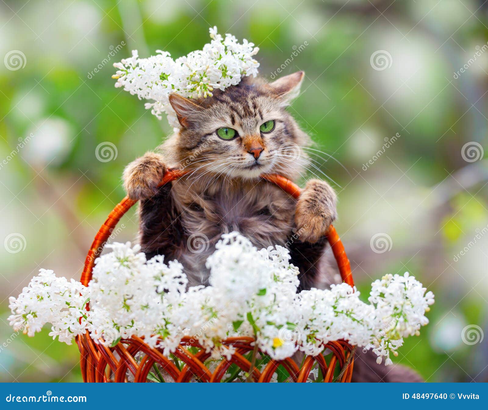 Cat in flowers stock photo. Image of garden, adorable - 48497640