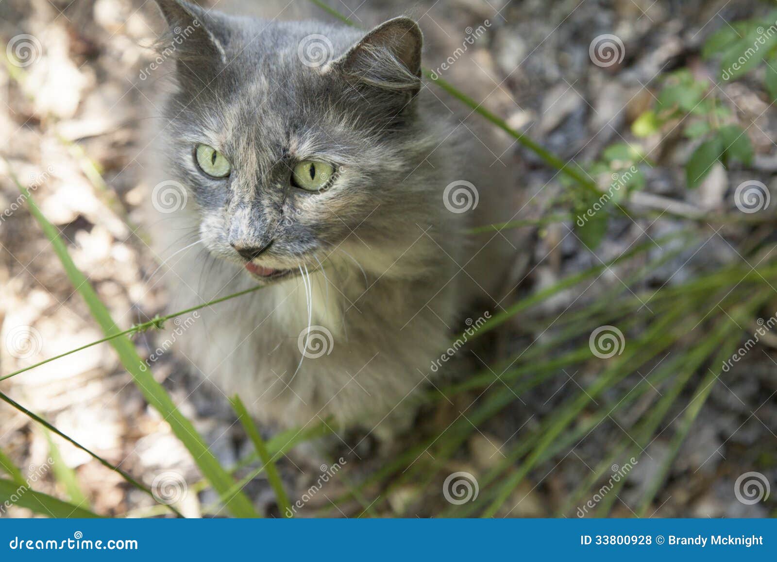 Cat stock photo. Image of vertebrate, nature, gray, outdoors - 33800928