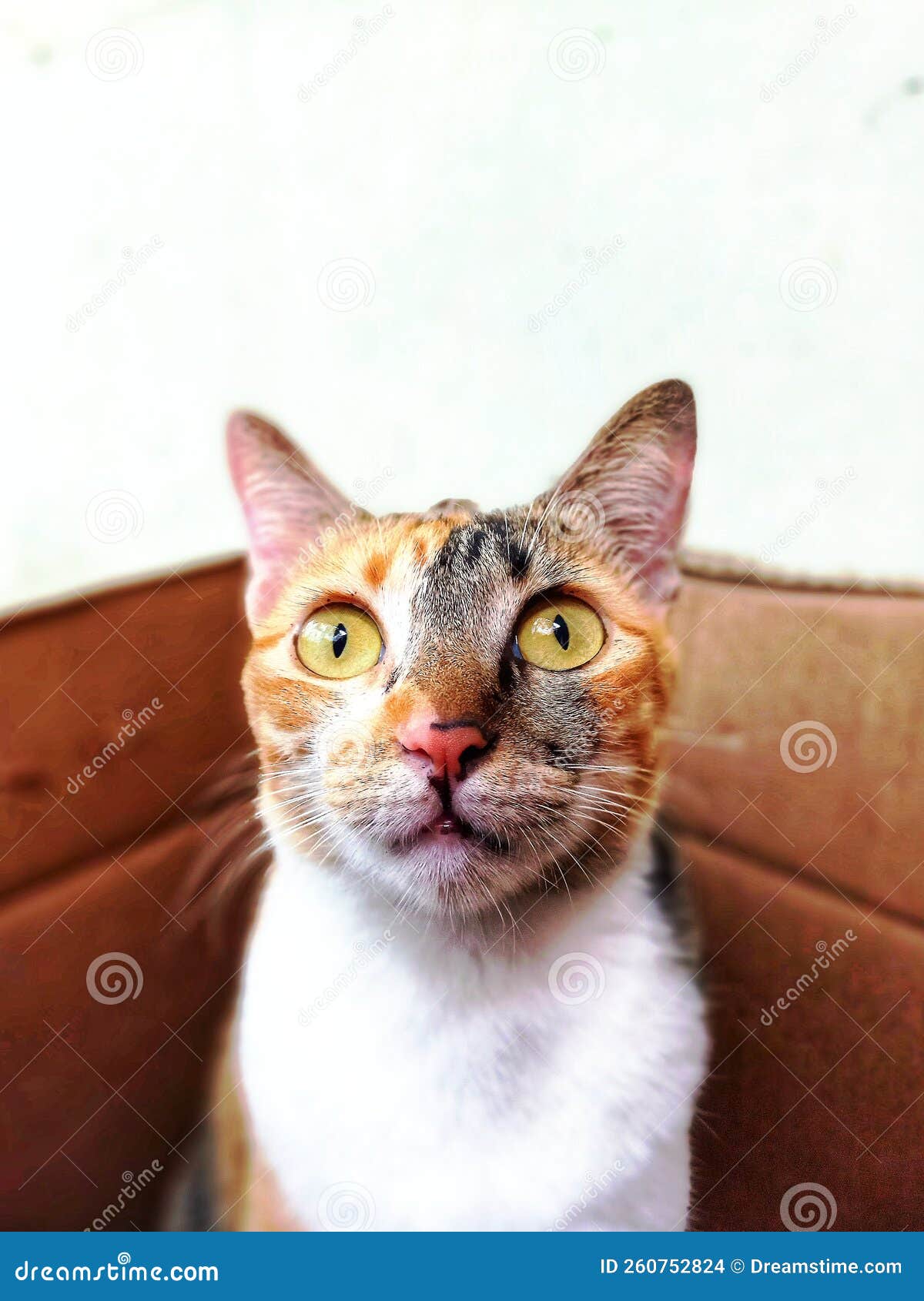 Cat Focus Look Cute Glaring Stock Photo - Image of look, cute: 260752824