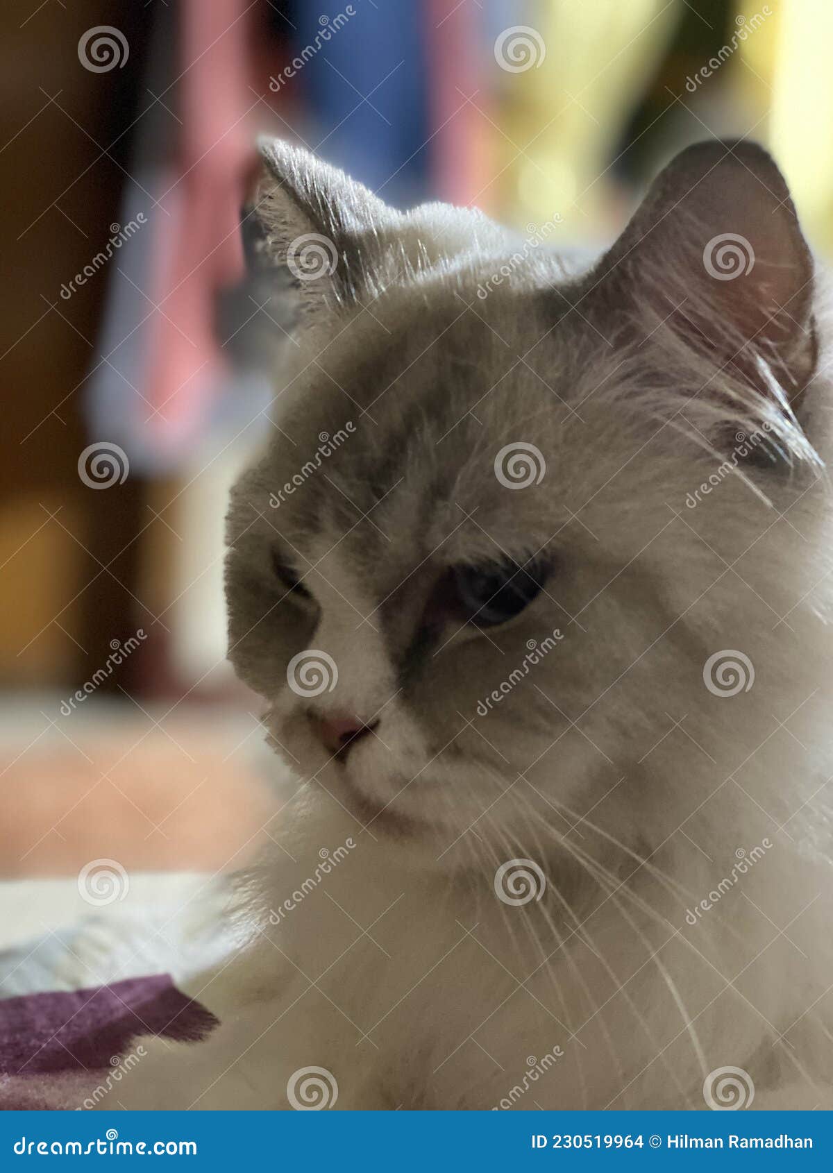 Cat in focus stock photo. Image of blur, grey, focus - 230519964