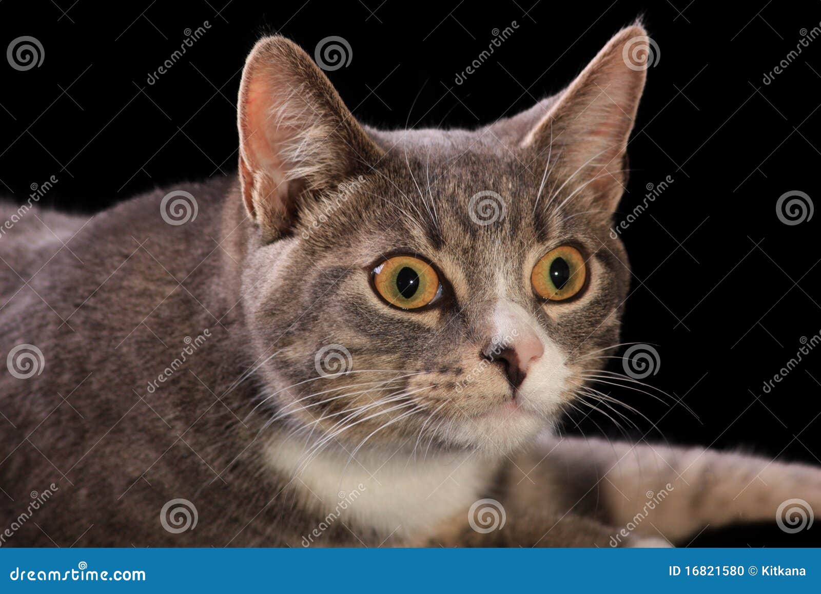 Cat focused stock photo. Image of grey, black, whiskers - 16821580