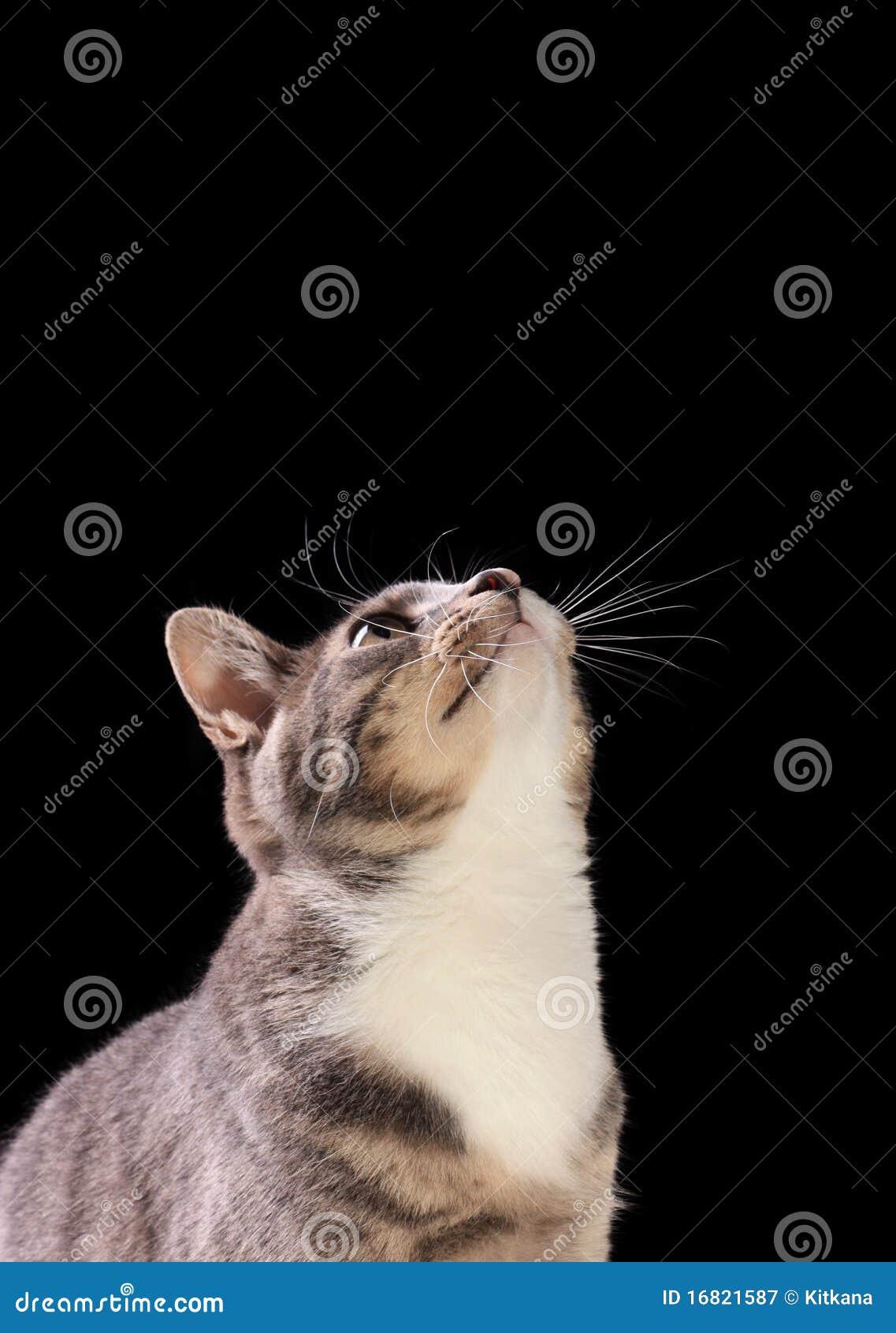 Cat focused stock image. Image of focused, grey, comfortable - 16821587