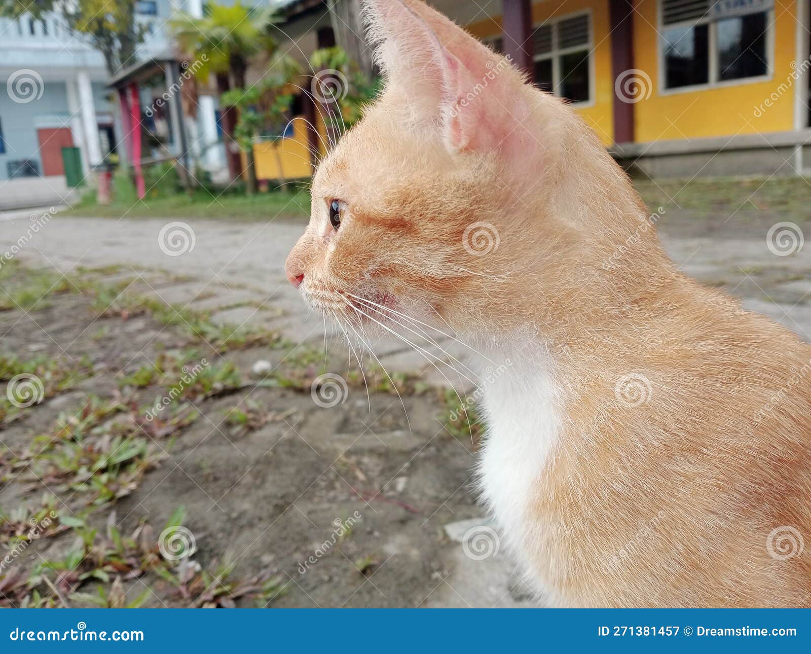 A Cat is Focused Watching Something in the Distance Stock Image - Image ...