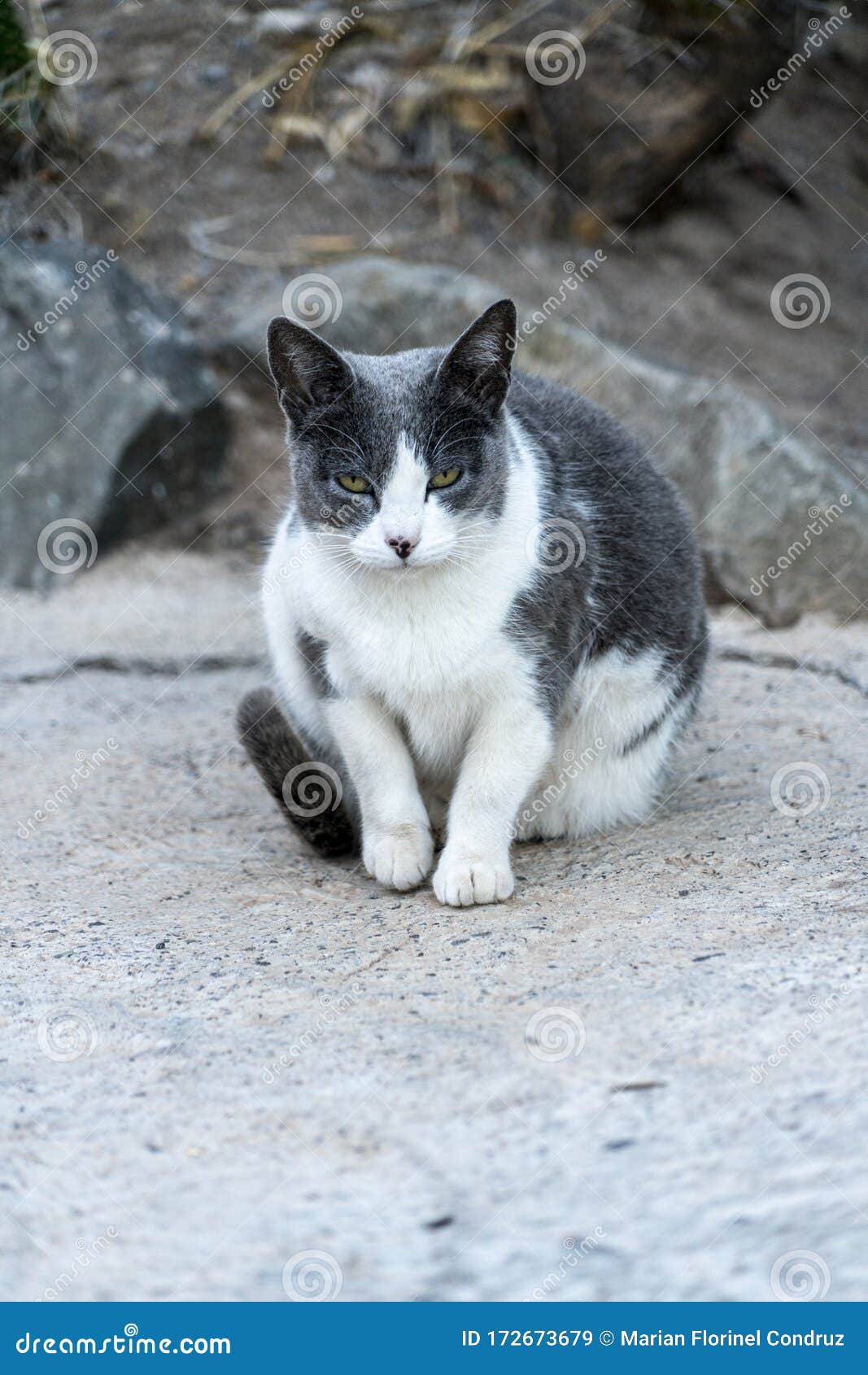 Cat Focusing on Target, Ready for Attack Stock Image - Image of sitting ...