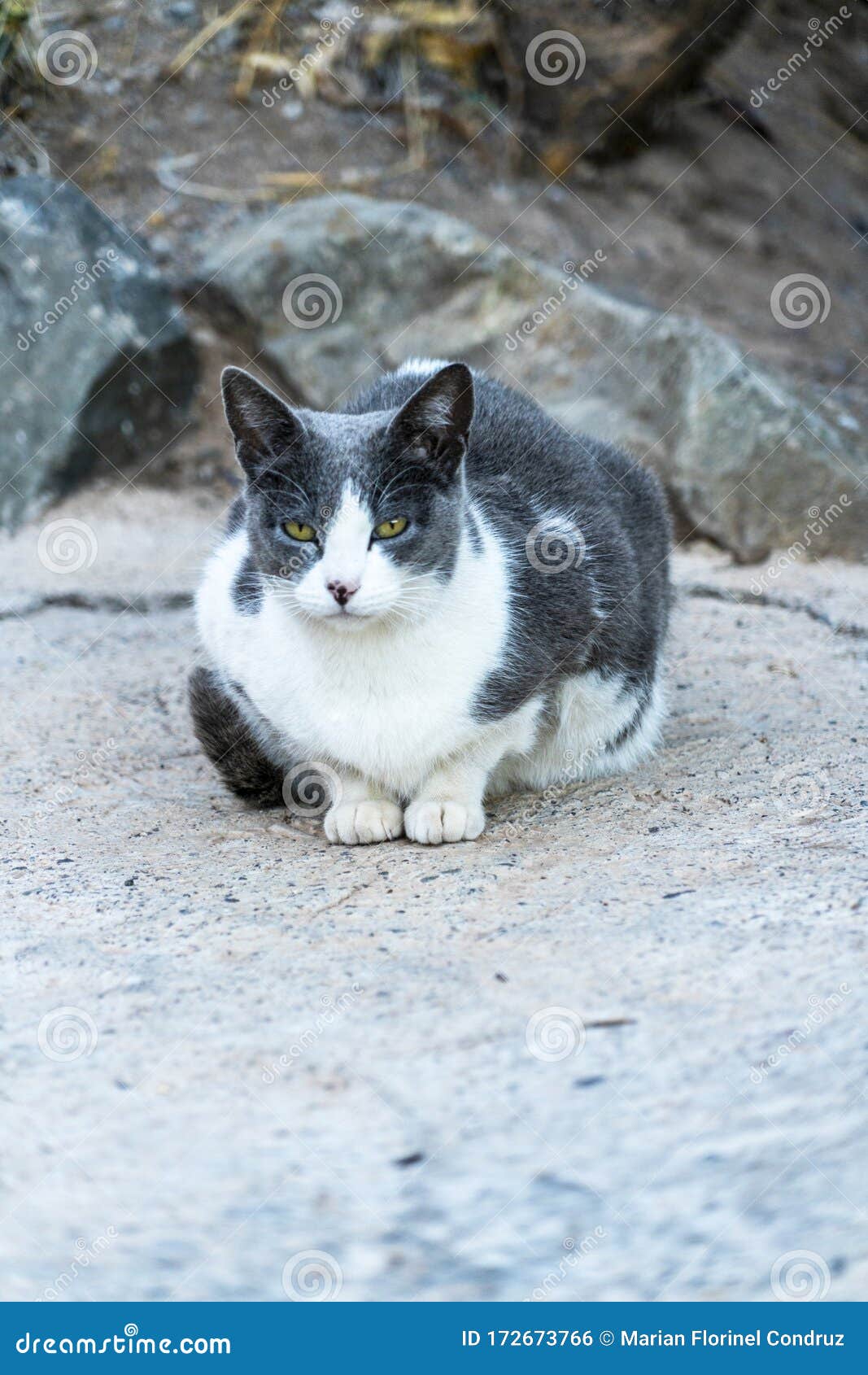 Cat Focusing on Target, Ready for Attack Stock Photo - Image of kitty ...