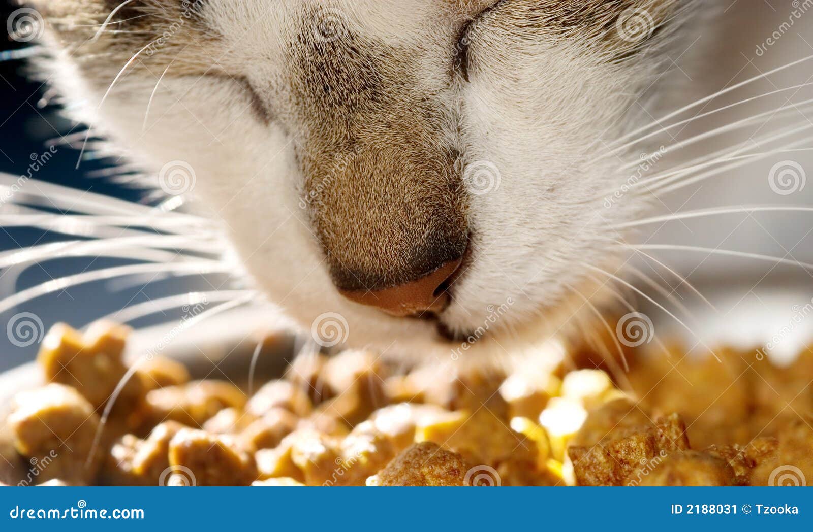 Cat food stock image. Image of nose, tasty, animal, nutrition - 2188031