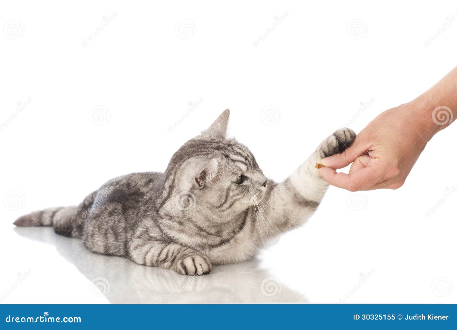 Cat food gets out of hand stock image. Image of funny - 30325155
