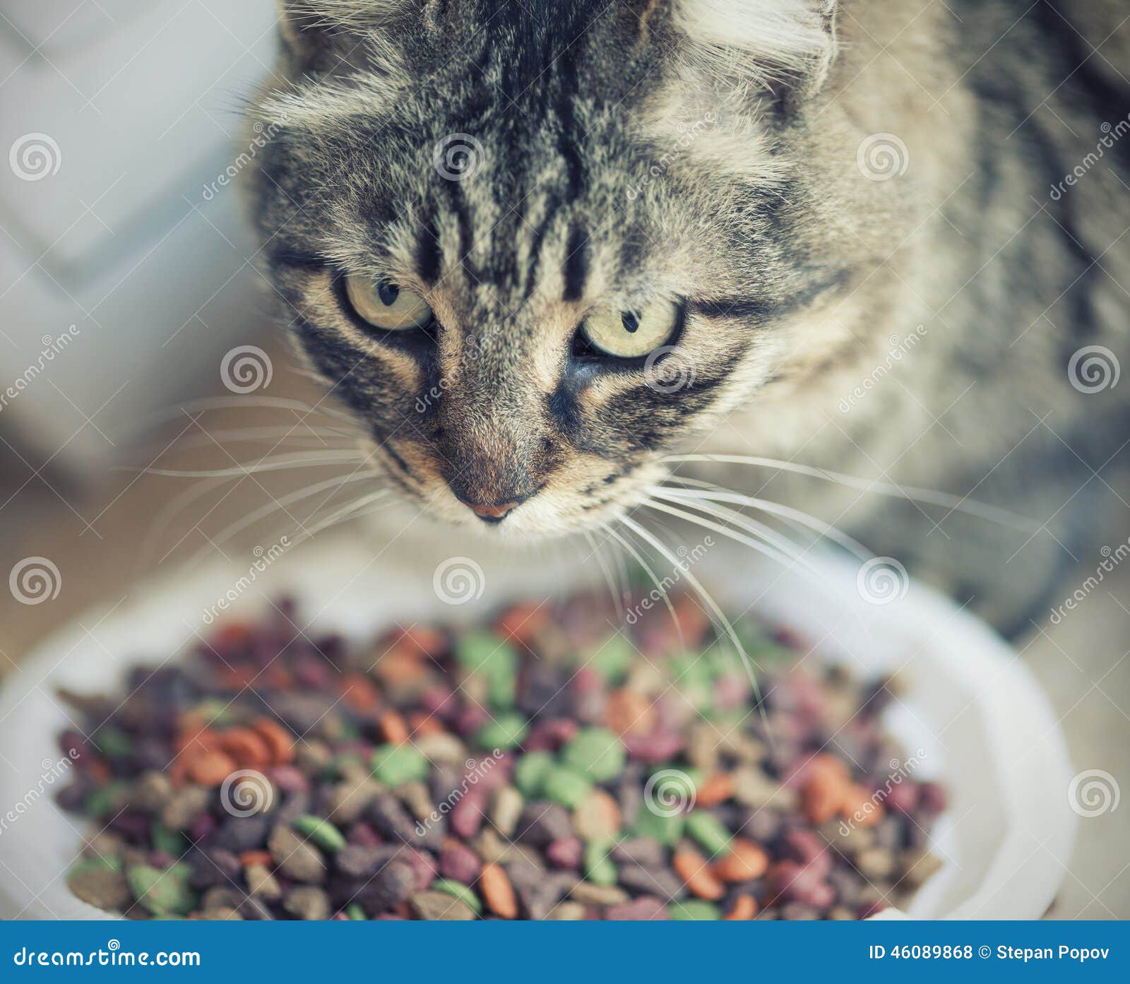Cat and food stock photo. Image of street, feed, food - 46089868