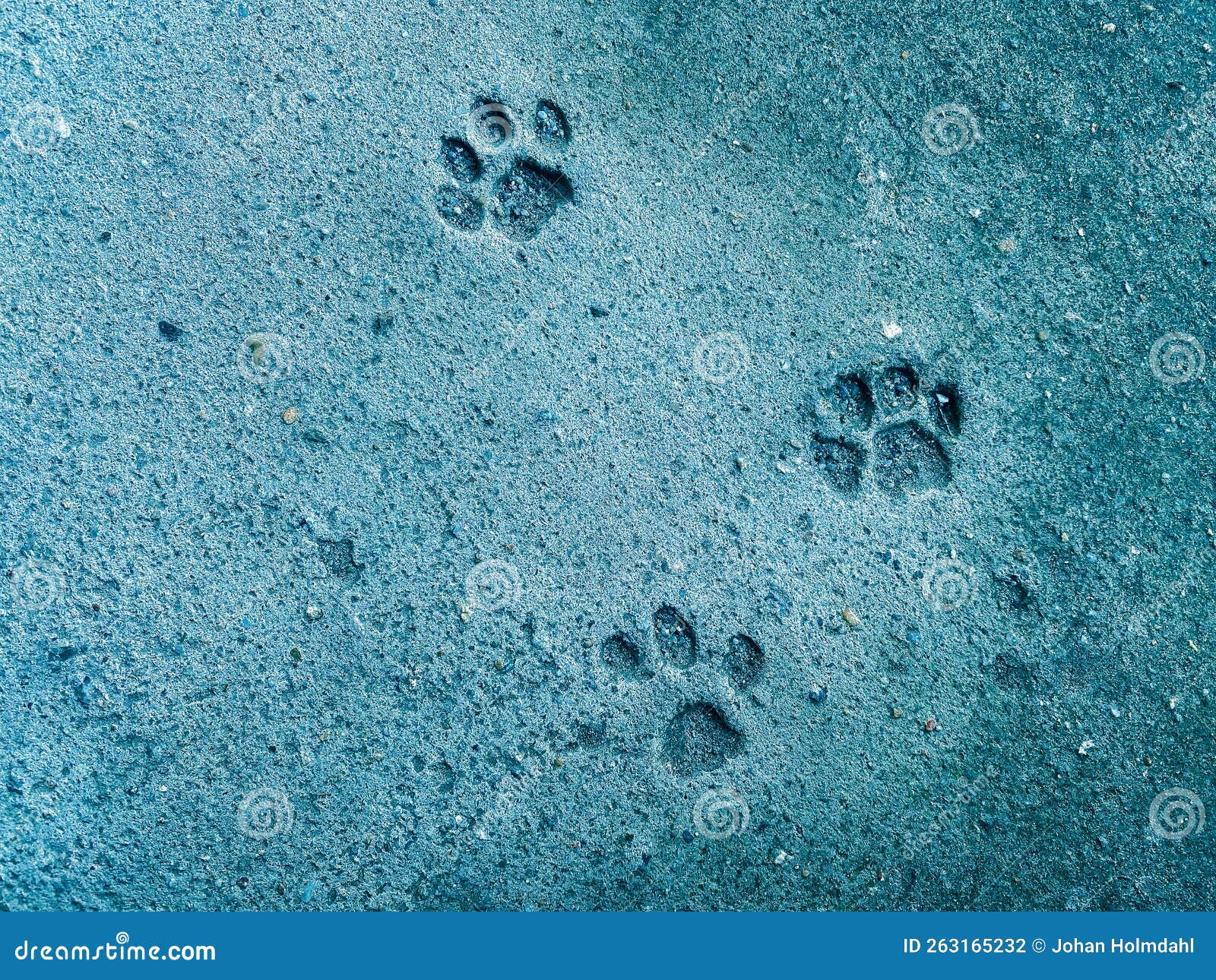 Cat Foot Steps at the Ground of Stone Stock Photo - Image of abstract ...