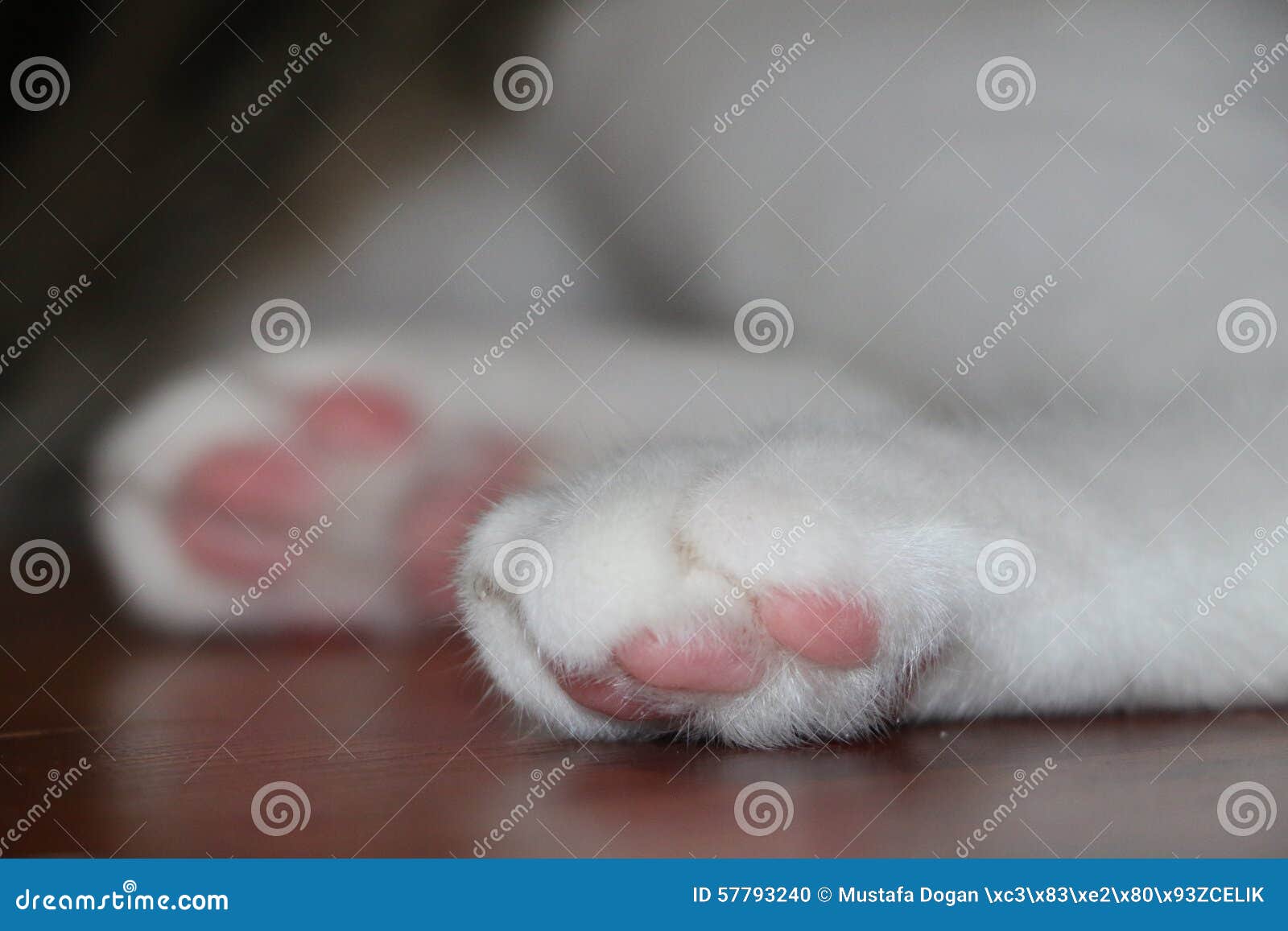 Cat Foot stock photo. Image of limp, fingers, foot, detail - 57793240