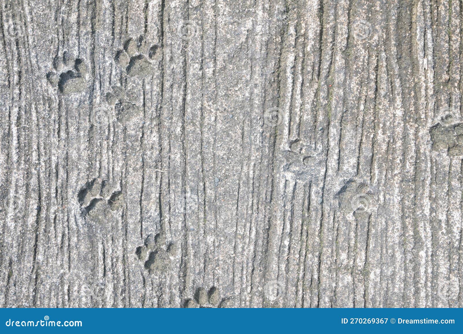 Cat Footprints Background On Concrete Floor Royalty-Free Stock Photo ...
