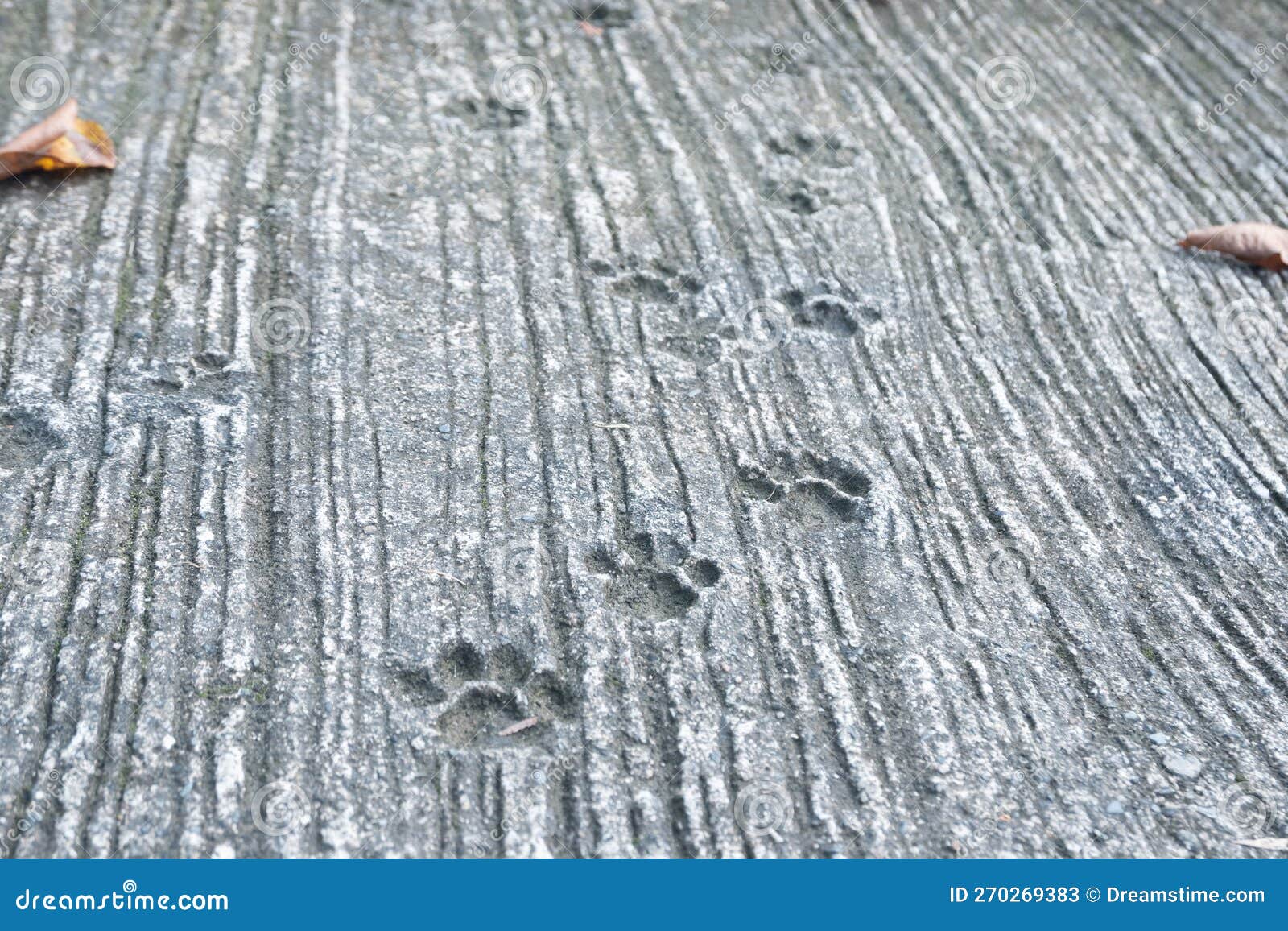 Cat Footprints Background On Concrete Floor Royalty-Free Stock Photo ... Cat Footprints Background On Concrete Floor Royalty-Free Stock Photo ...