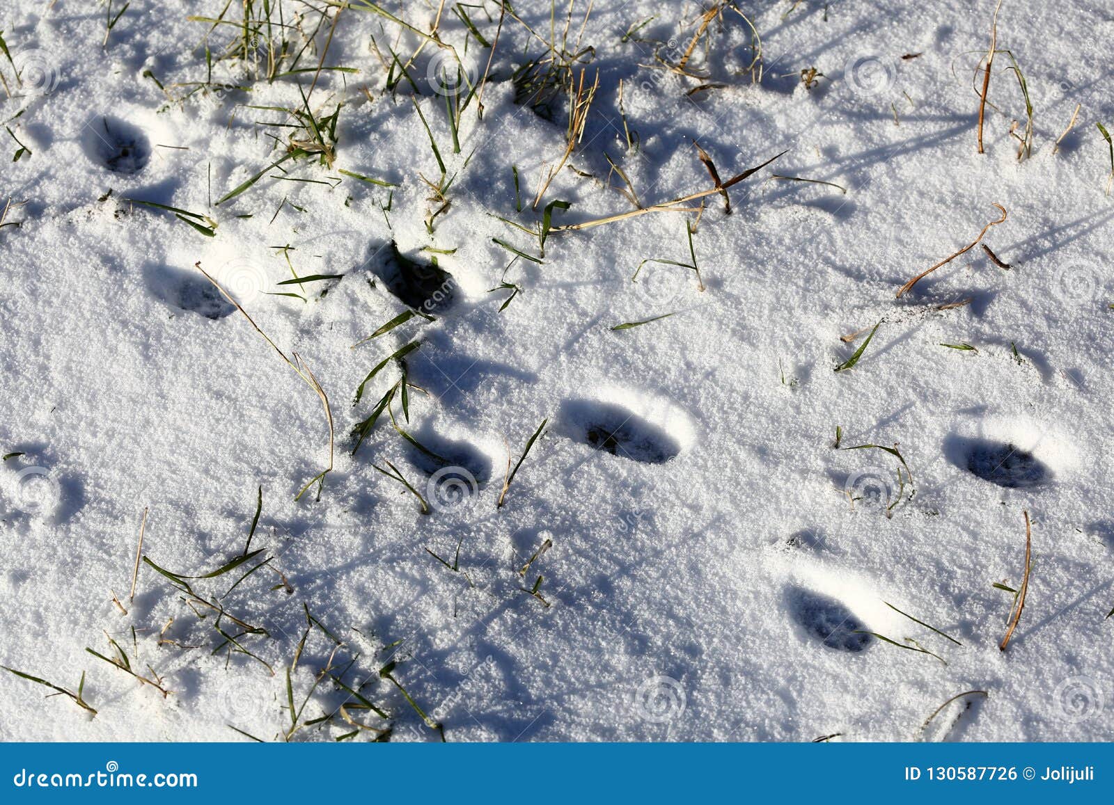 Cat footprints stock photo. Image of footprints, cold - 130587726